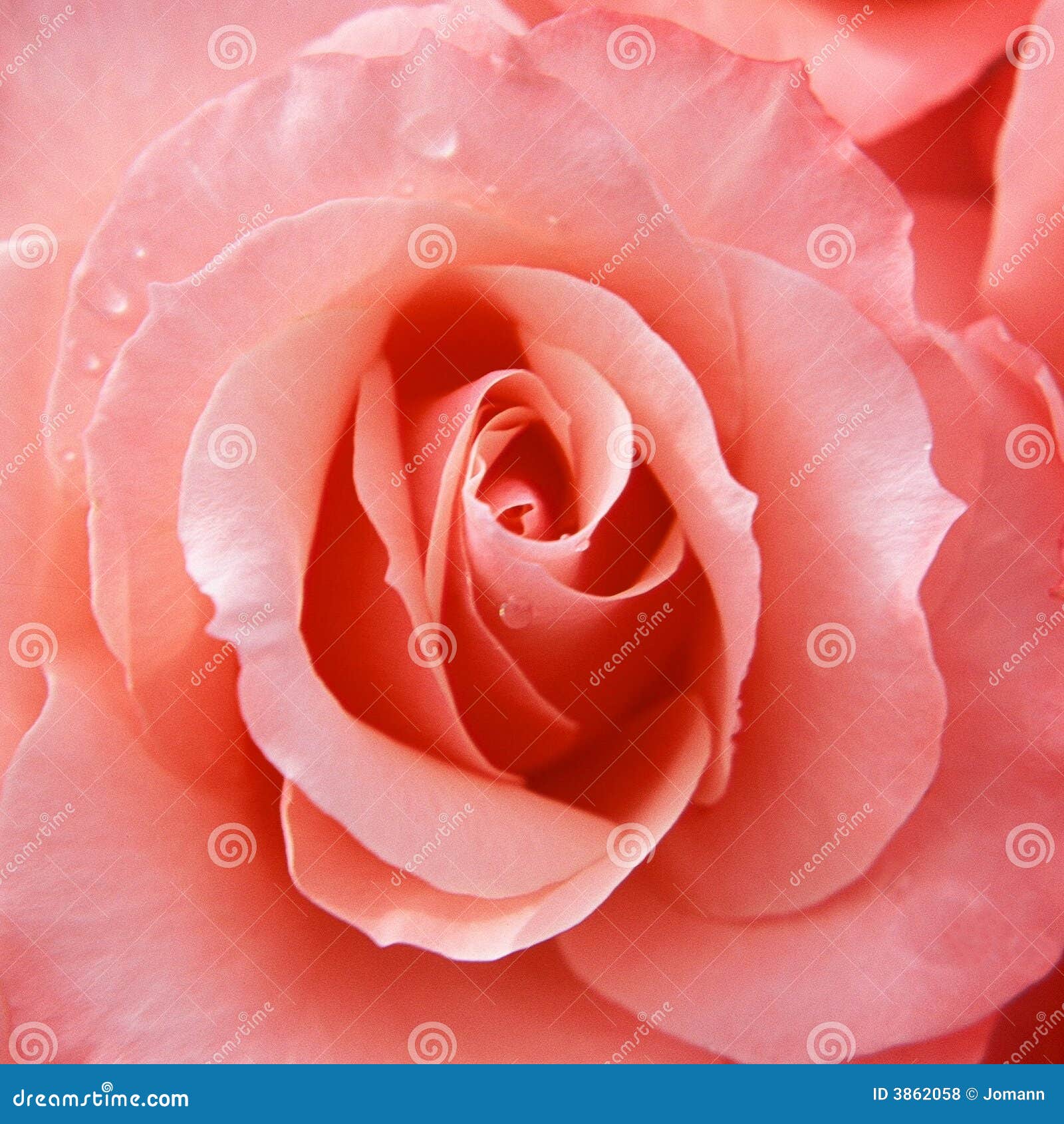 Elegant pink rose stock photo. Image of petals, natural - 3862058