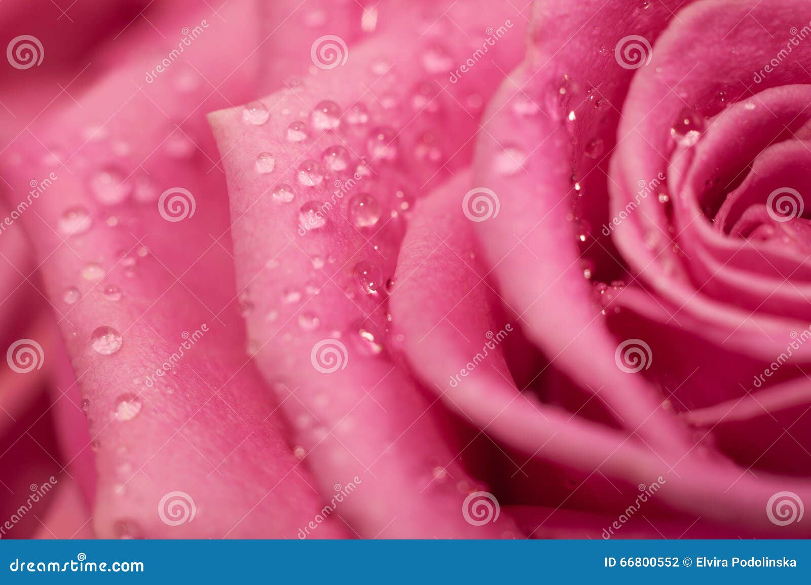 Elegant pink rose close-up stock photo. Image of birthday - 66800552