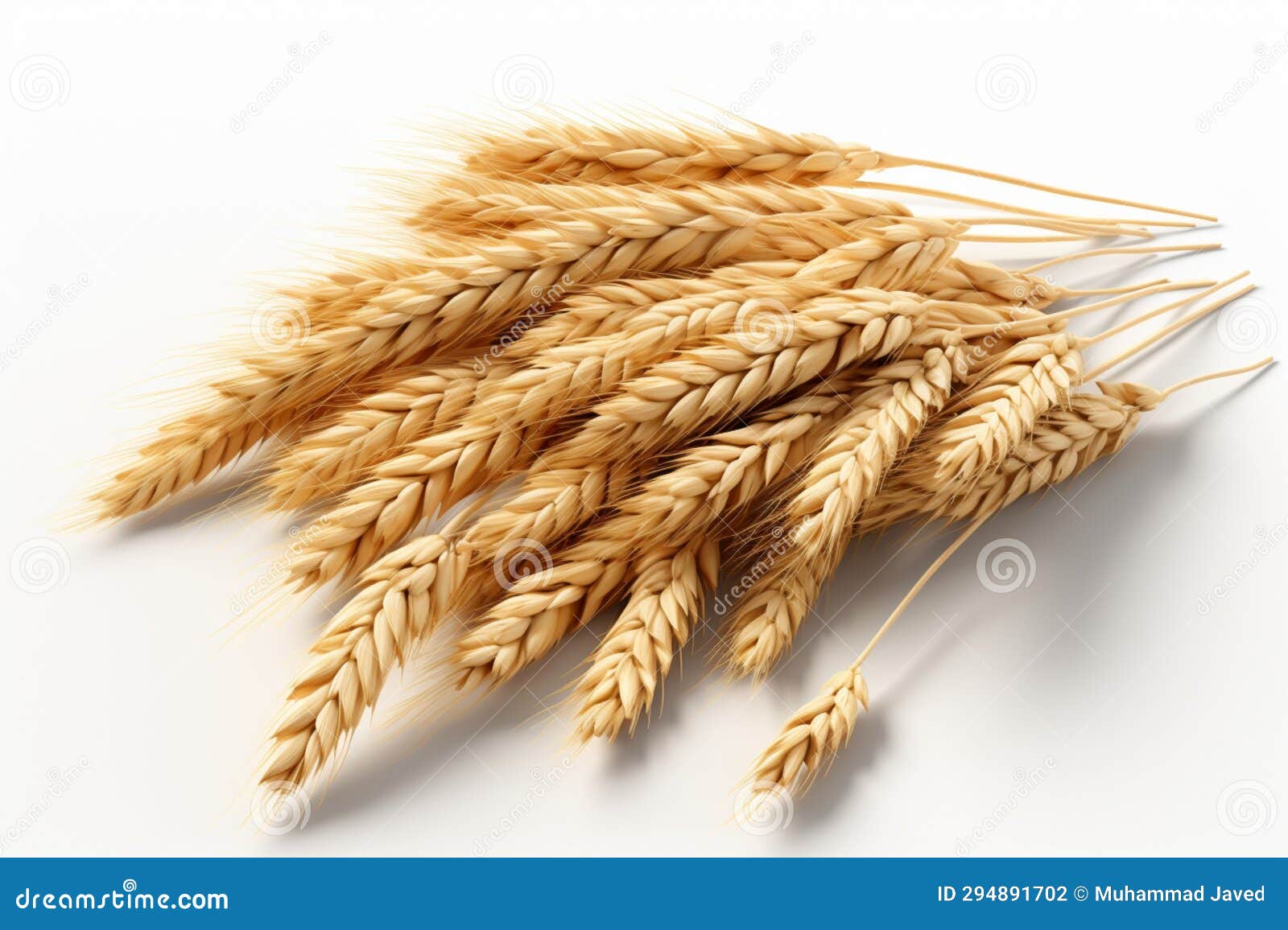 Elegant Presentation of Oat Sheafs on a Clean, White Surface Stock ...