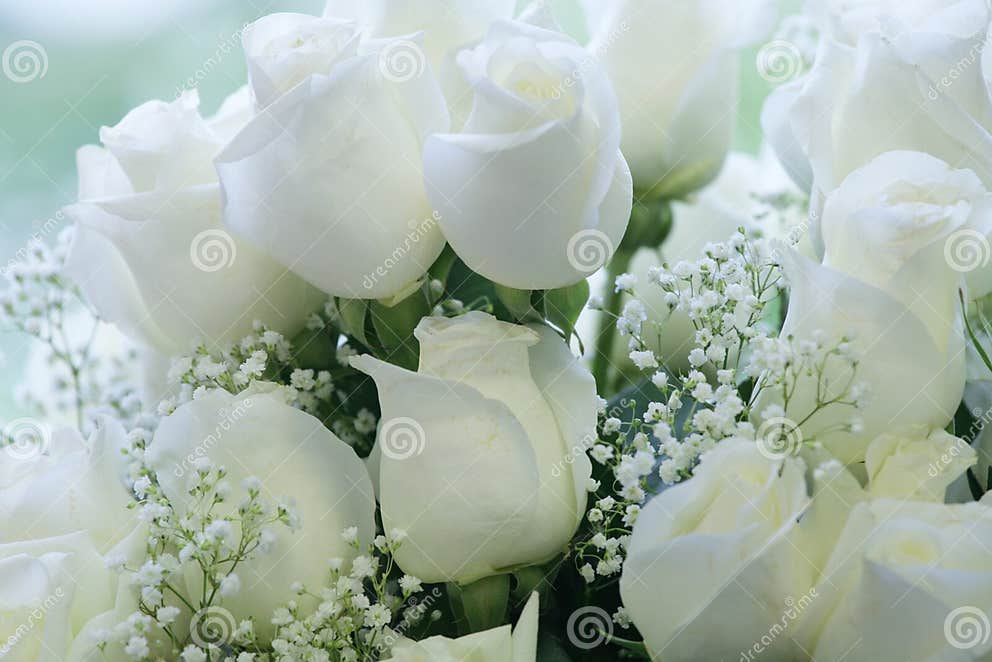 Elegant pure white roses stock photo. Image of roses, collage - 2811588
