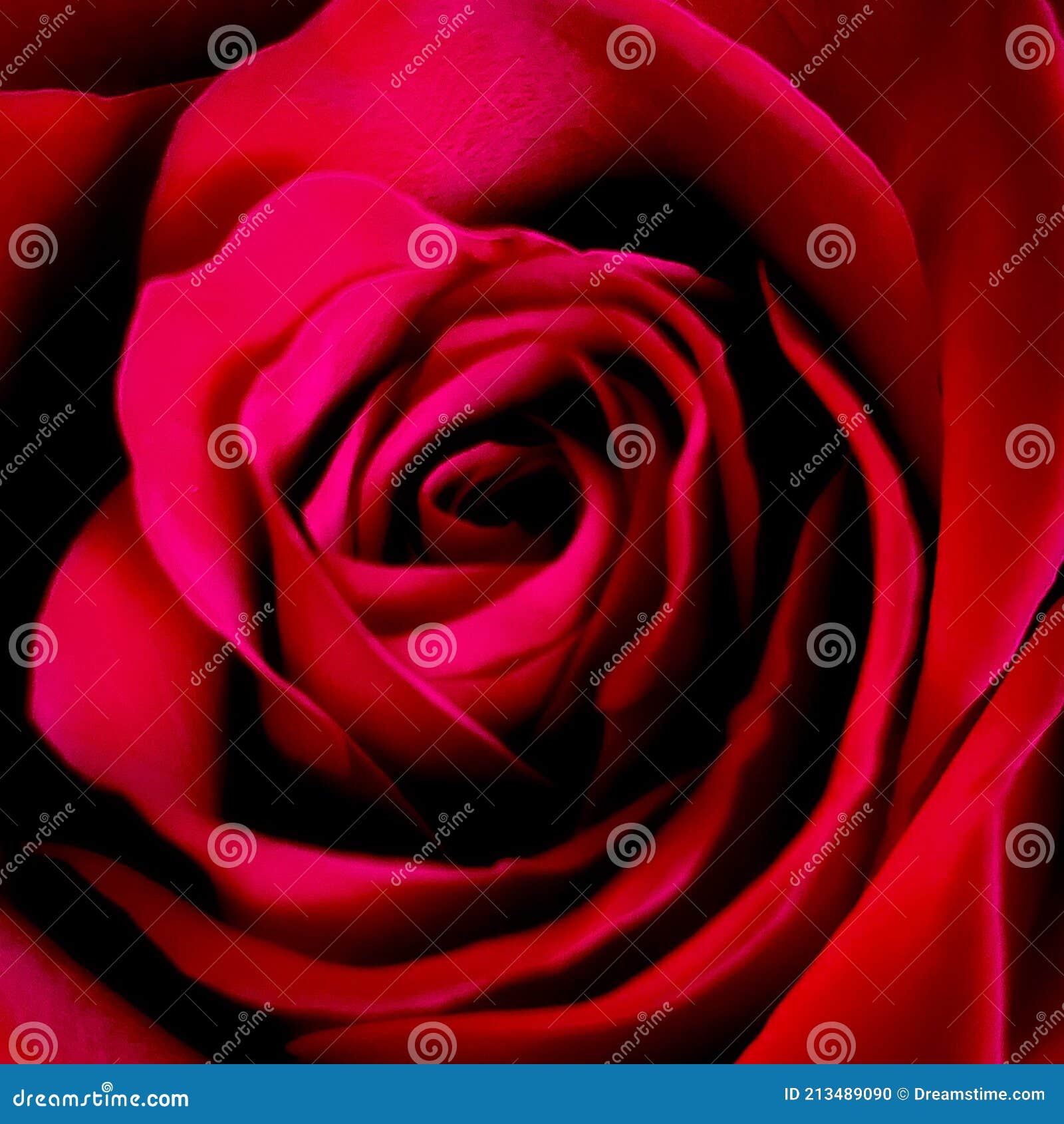 Elegant Red Rose stock photo. Image of bouquet, rose - 213489090
