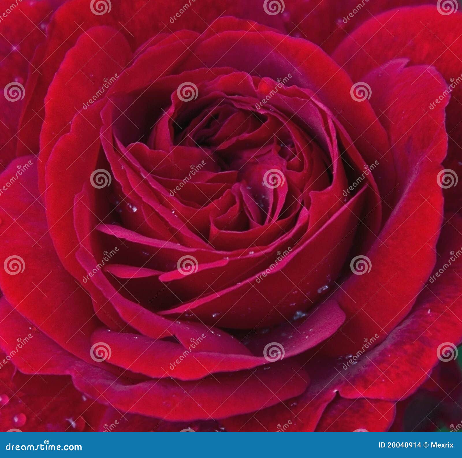 Elegant rose stock photo. Image of flower, flowering - 20040914