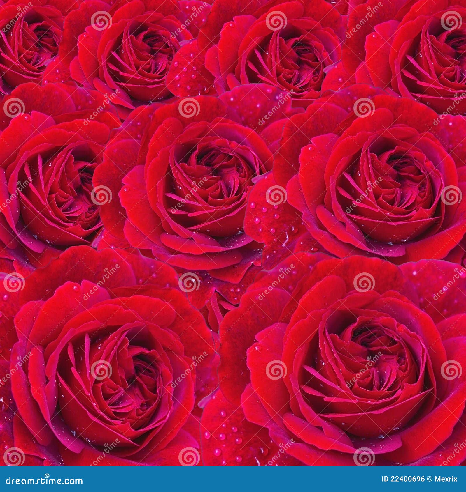 Elegant rose stock photo. Image of drops, flora, macro - 22400696