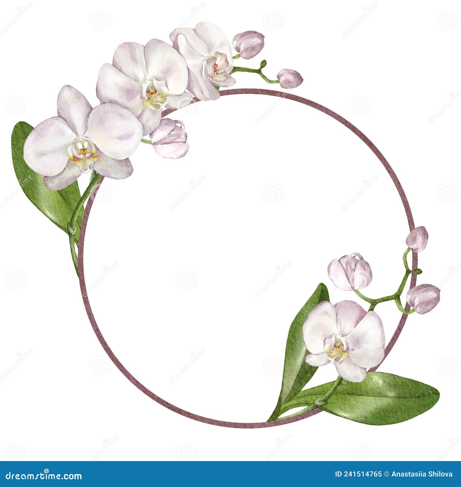 Elegant Round Frame with an Orchid. Isolated on White Stock ...