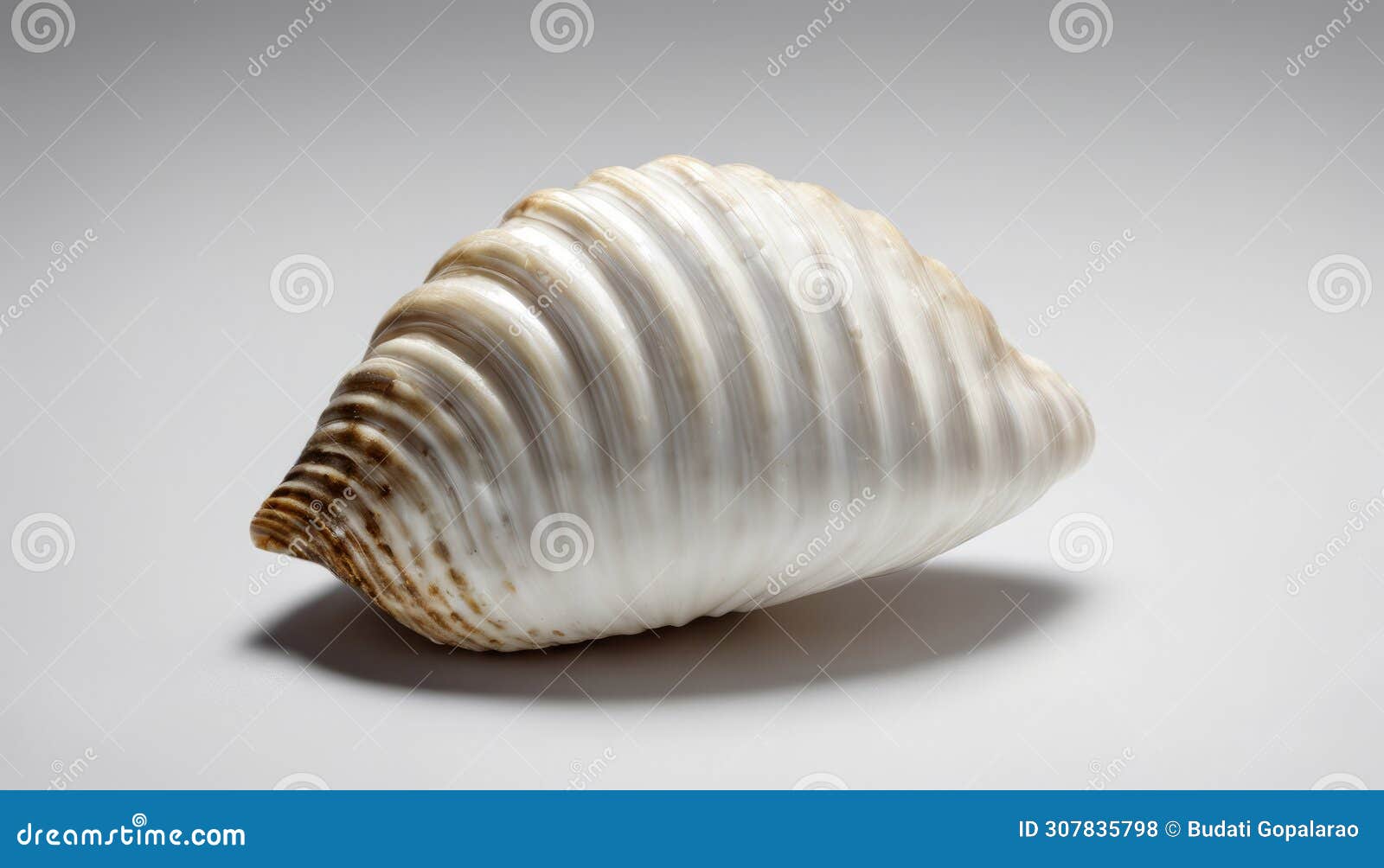 Elegant Seashell, Perfect for Nature-inspired Designs Stock ...