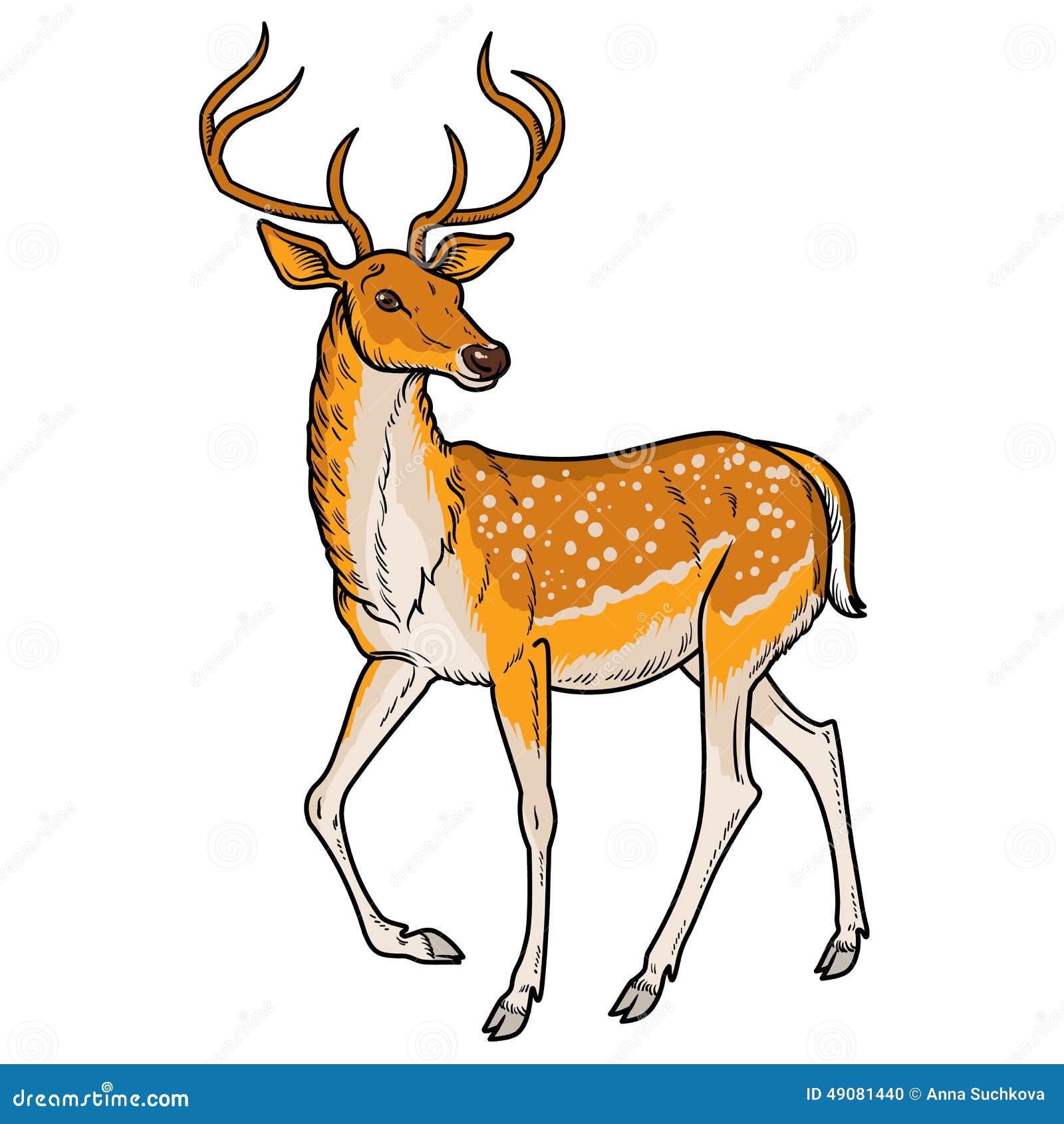 Spotted Deer Drawing
