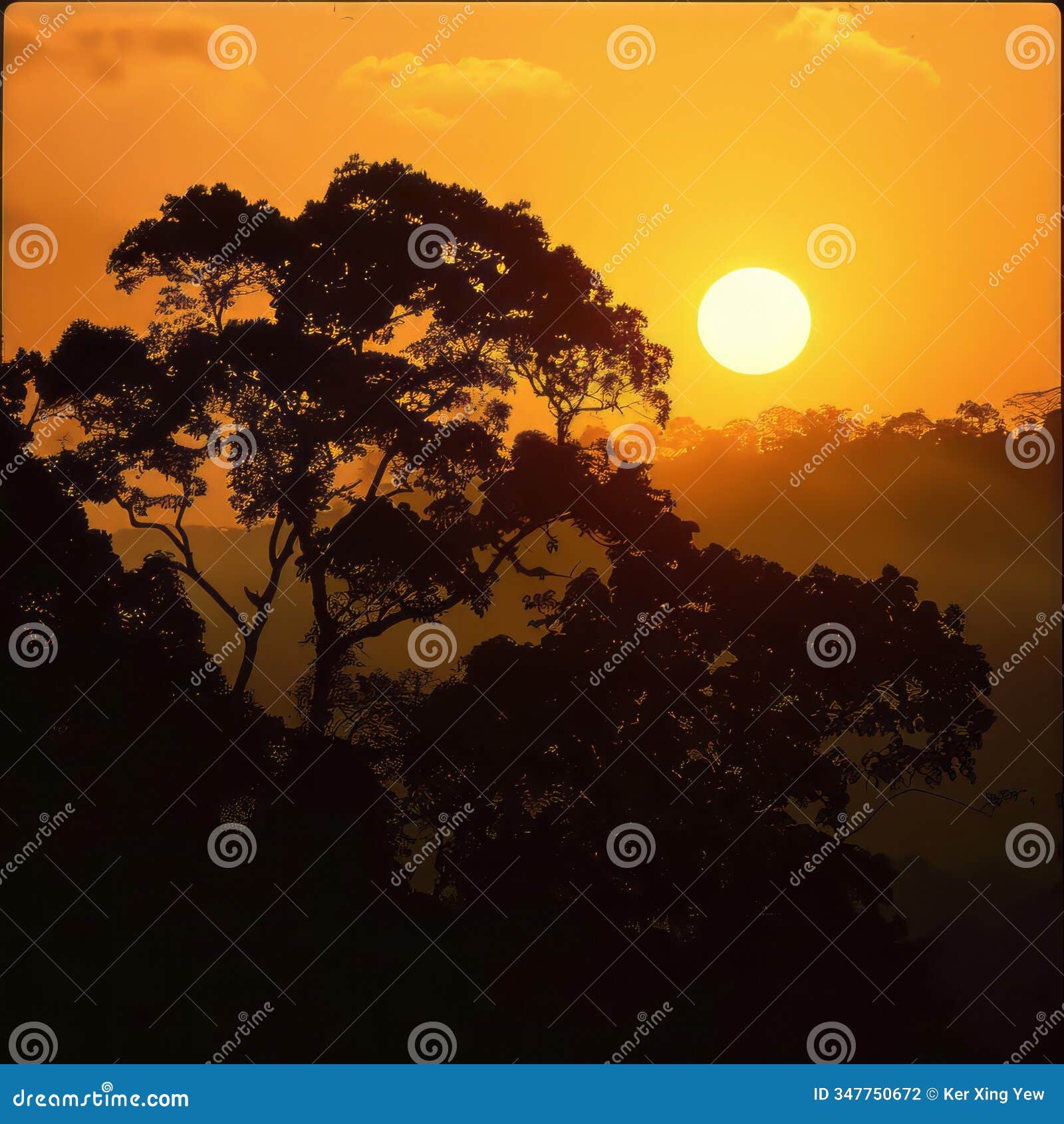 Elegant Silhouette of Rainforest Treetops Outlined by the Setting Sun ...