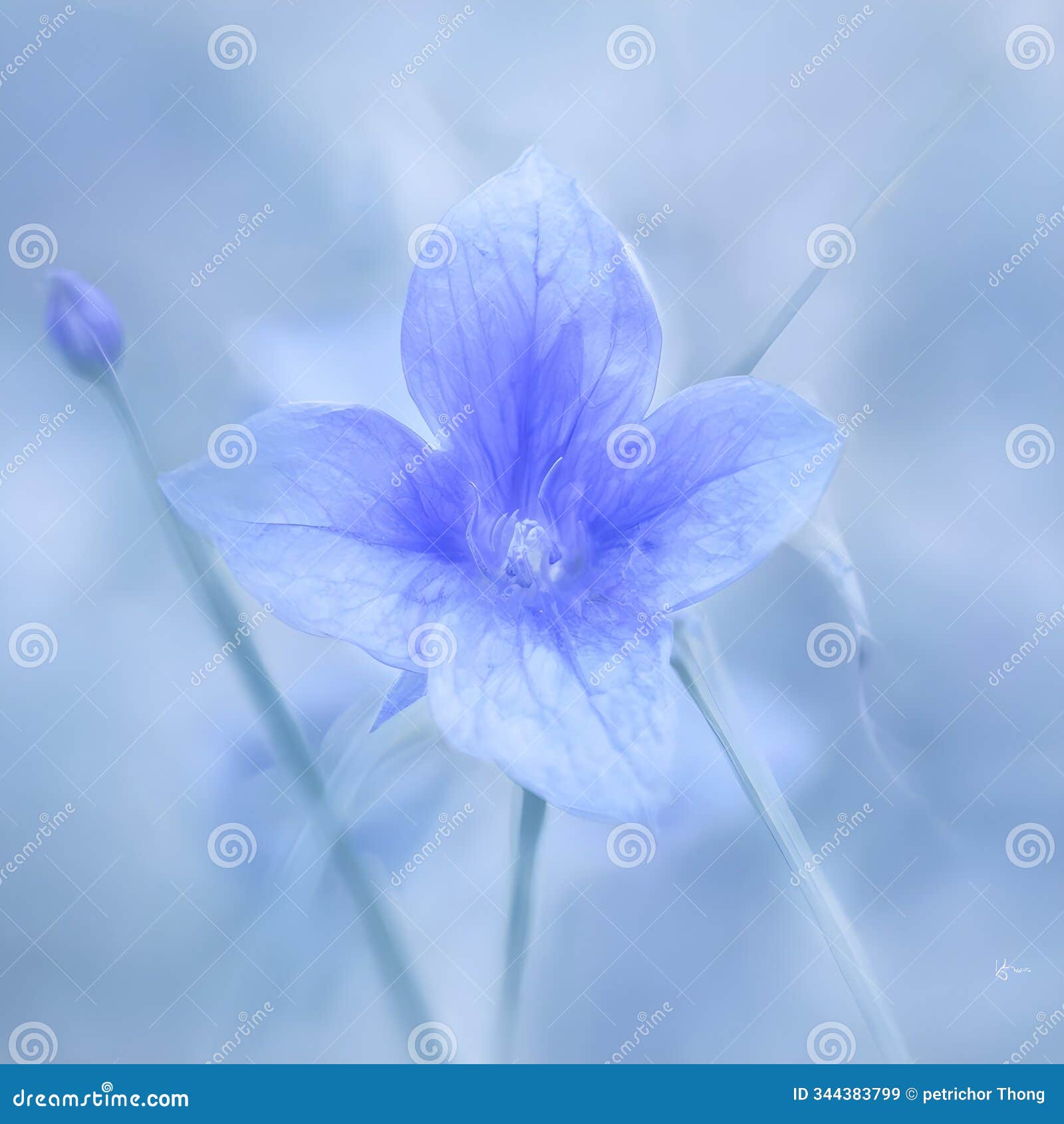 Elegant Simplicity: Capturing the Beauty of a Blue Bellflower Stock ...