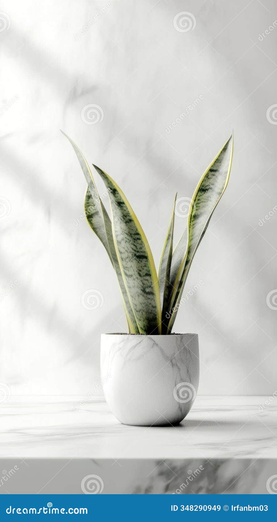 Elegant Snake Plant in a Marble Pot on a White Marble Surface Stock ...