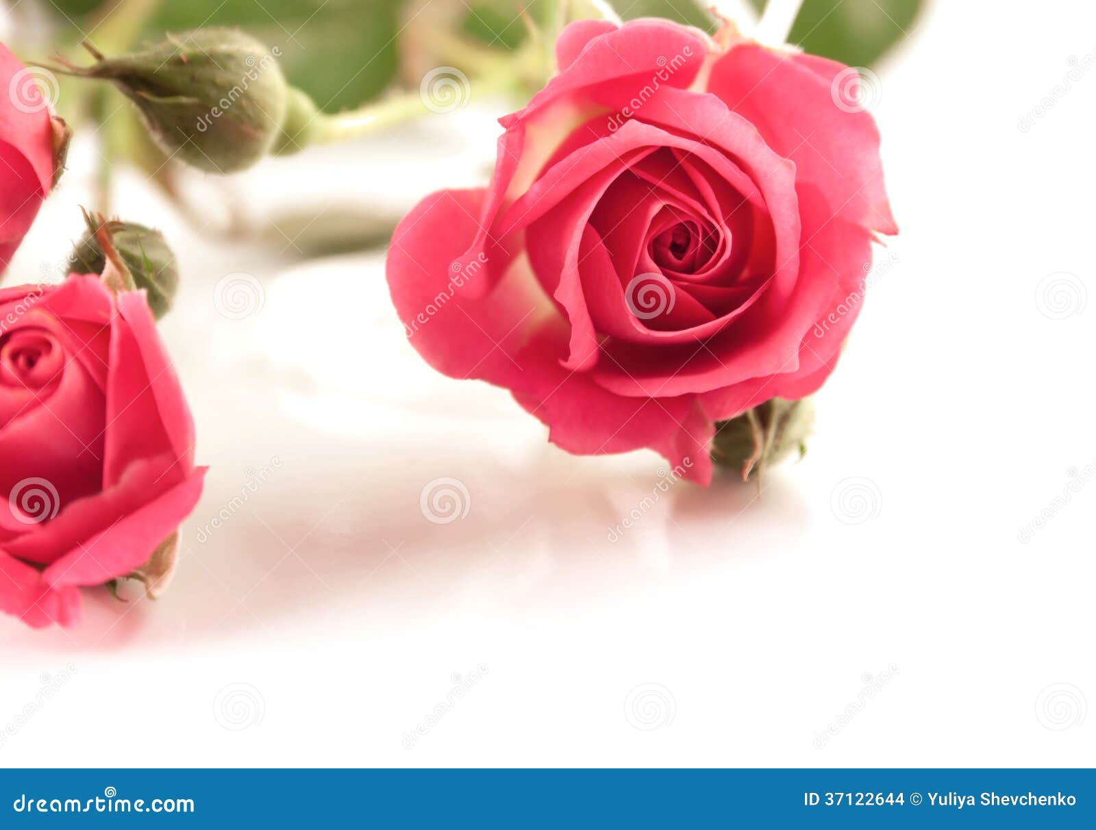 Elegant spray pink rosebud stock photo. Image of love - 37122644