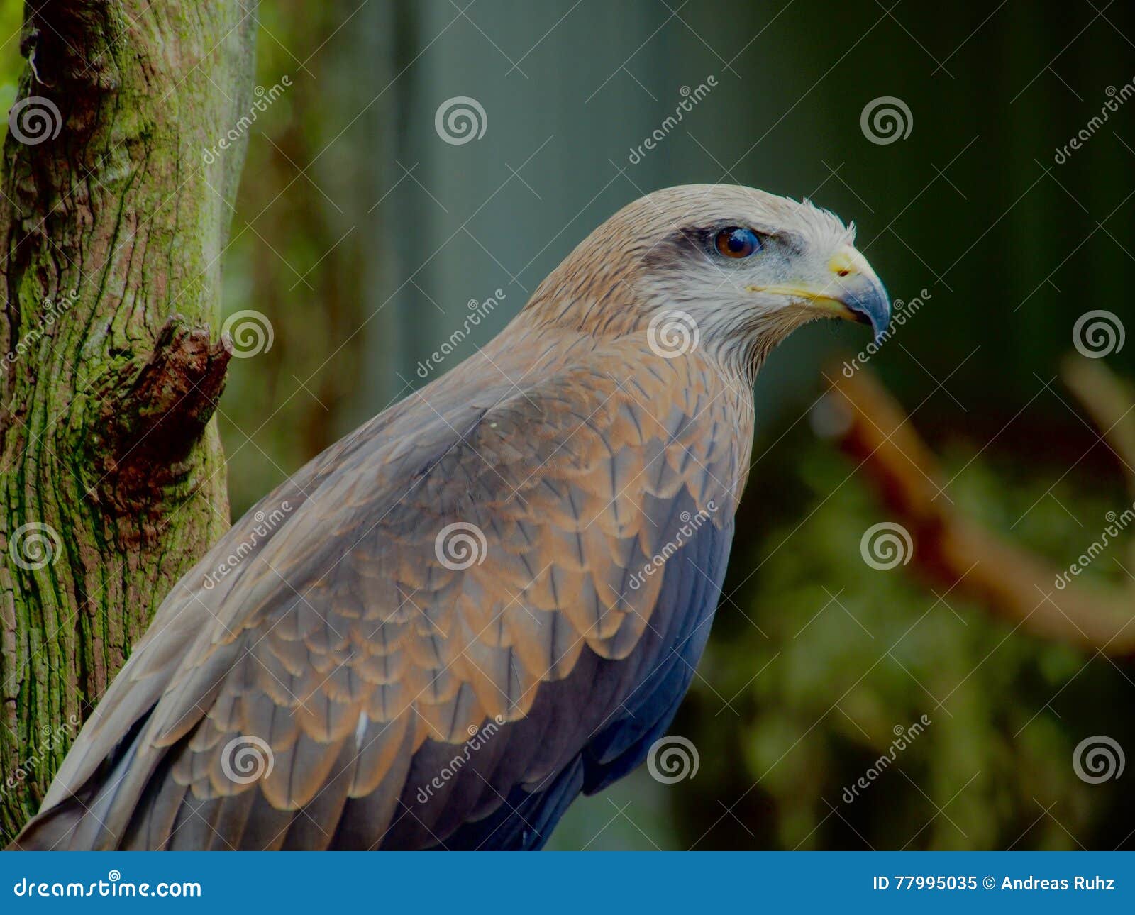 Elegant Black Kite. stock image. Image of kite, fierce - 77995035