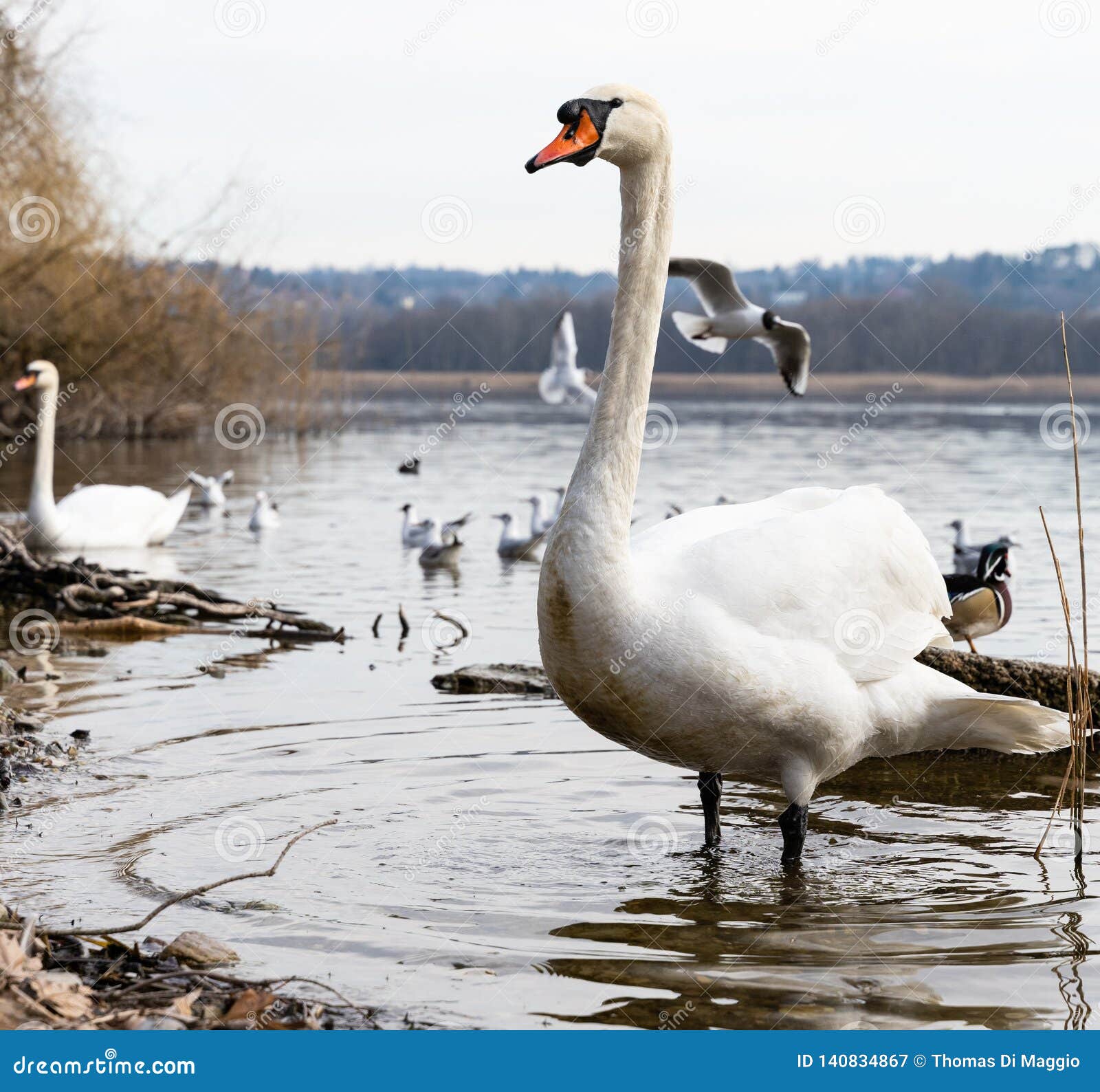 Elegant Swan stock image. Image of attack, wild, nature - 140834867