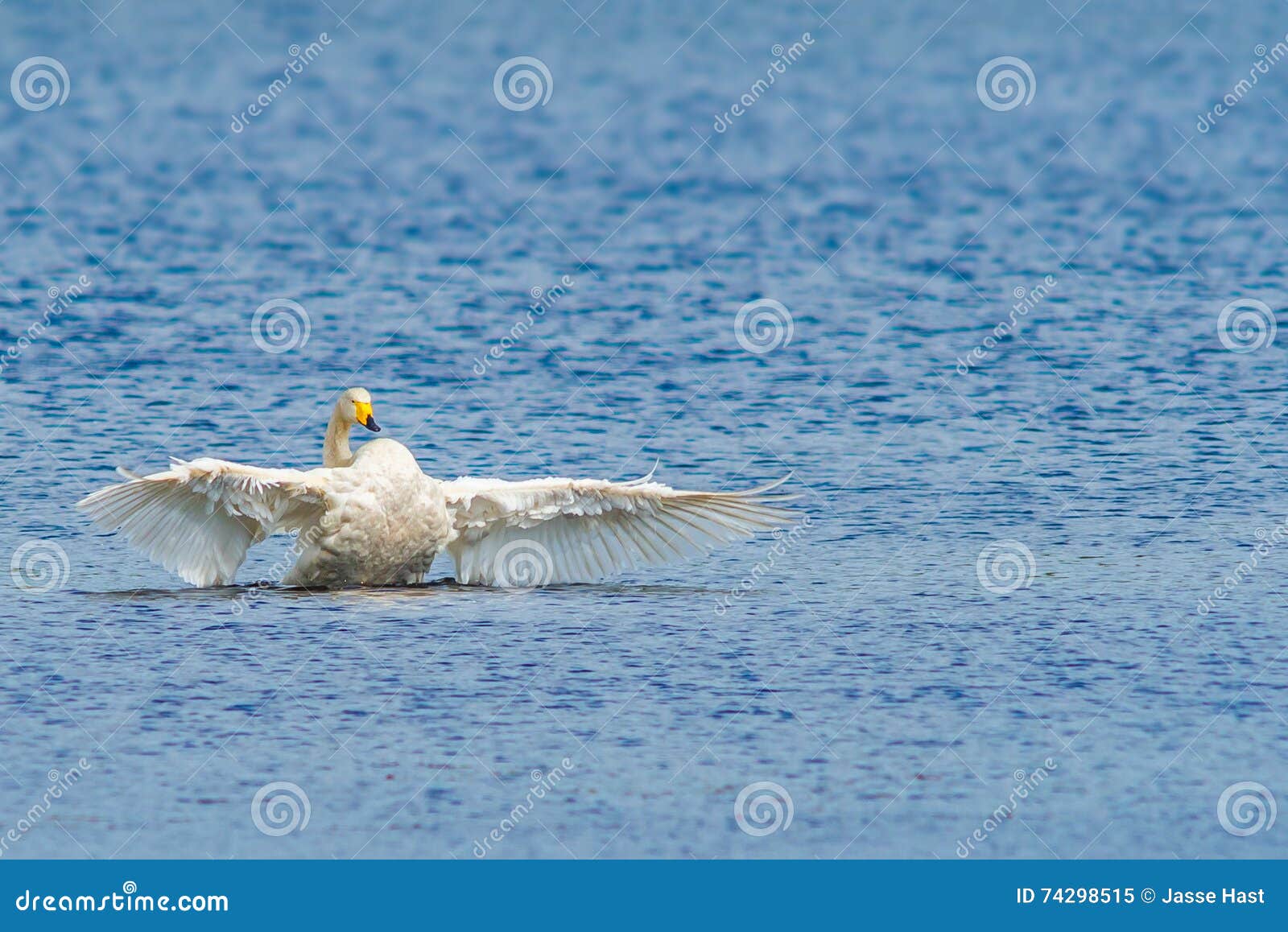 Elegant swan stock image. Image of nature, blue, neck - 74298515