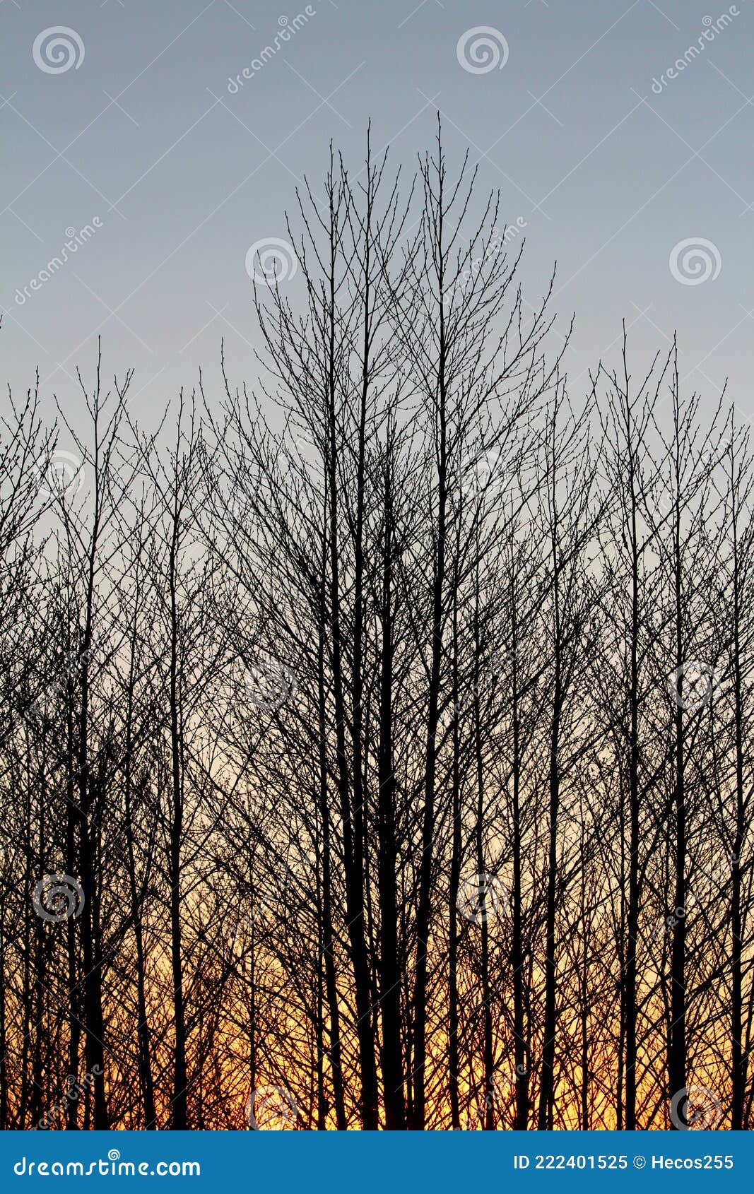 Elegant Tall Dense Trees with Branches without Leaves in Forest at ...