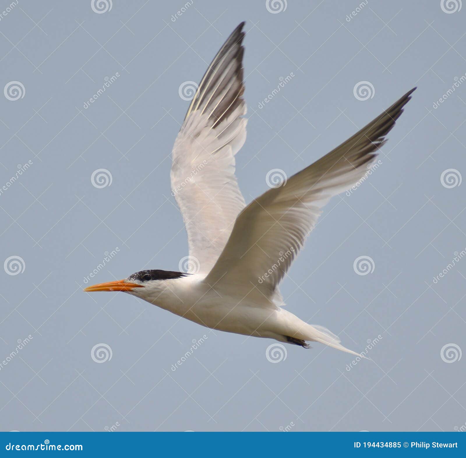 An elegant tern in flight stock image. Image of elegant - 194434885