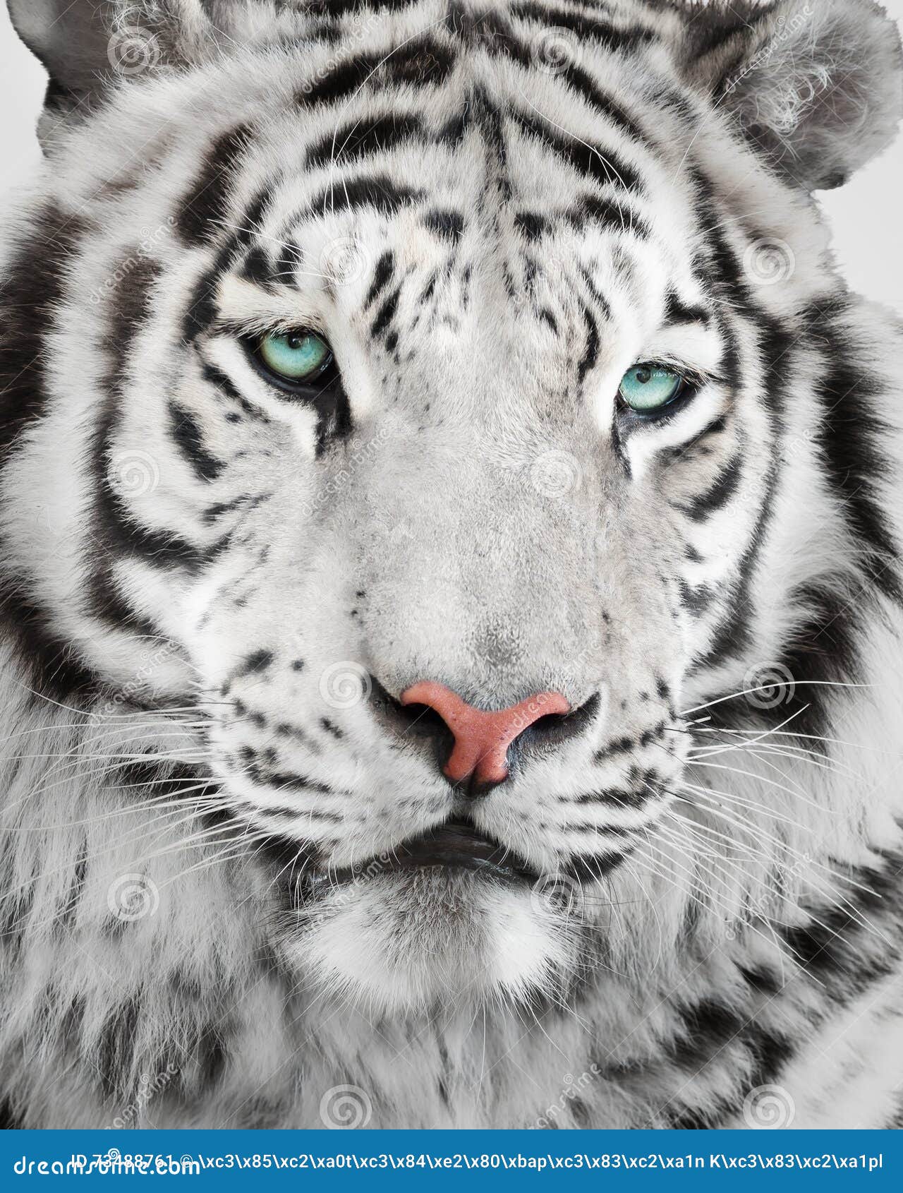 Elegant tiger stock image. Image of nature, majesty, face - 73488761