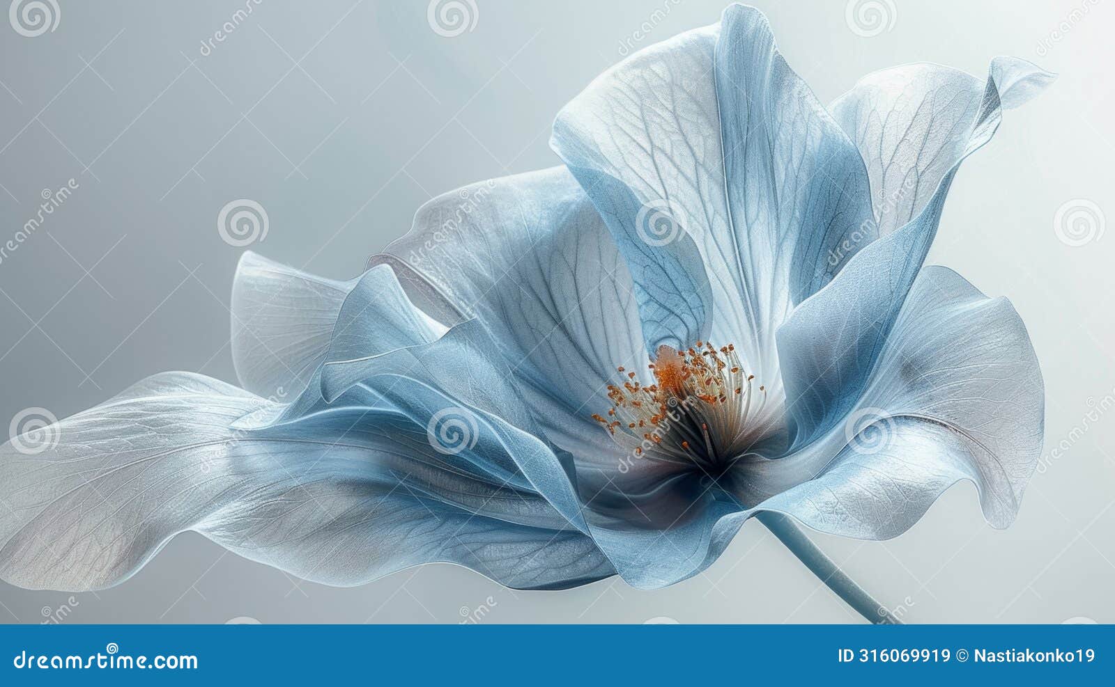 Elegant Translucent Blue Flower with Delicate Textures Stock Image ...