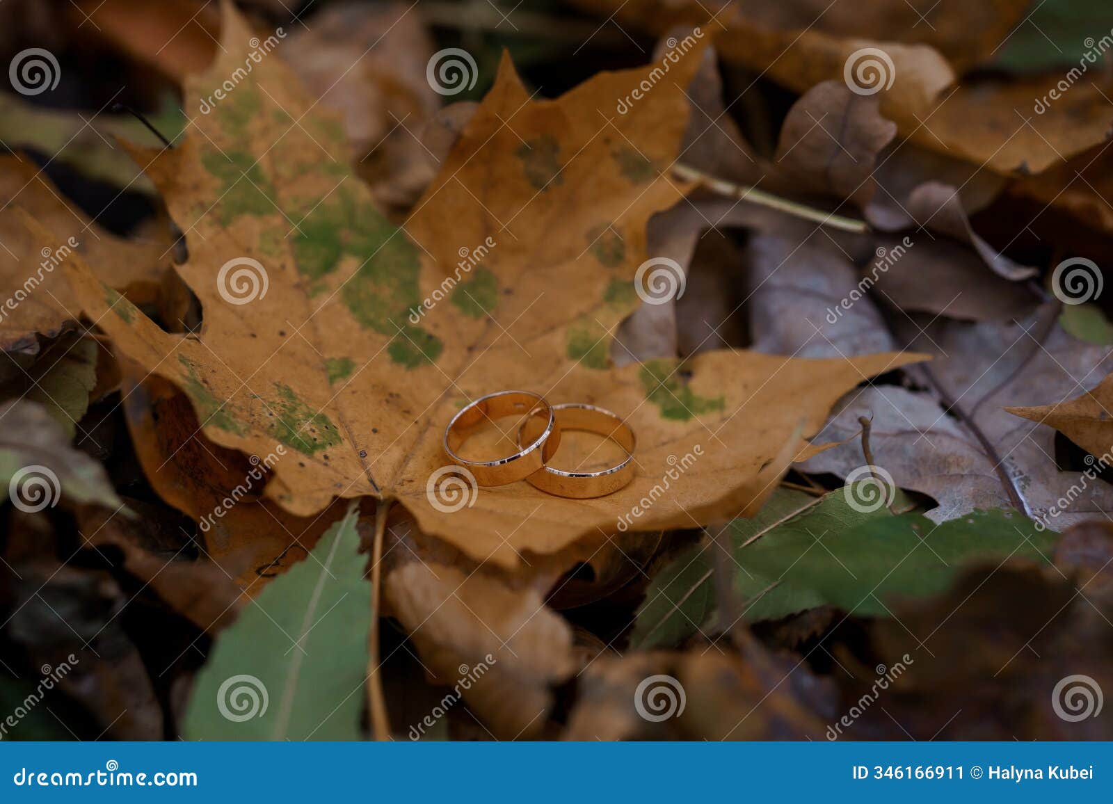 Elegant Wedding Rings on Autumn Leaves Stock Image - Image of nature ...