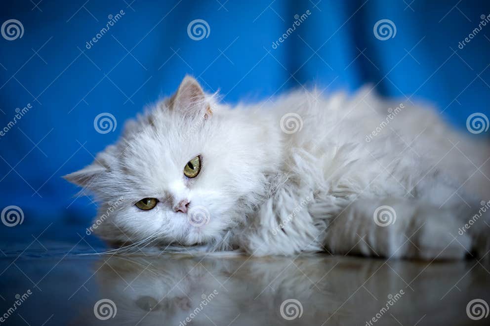 Elegant white cat stock image. Image of furry, beauty - 15310485