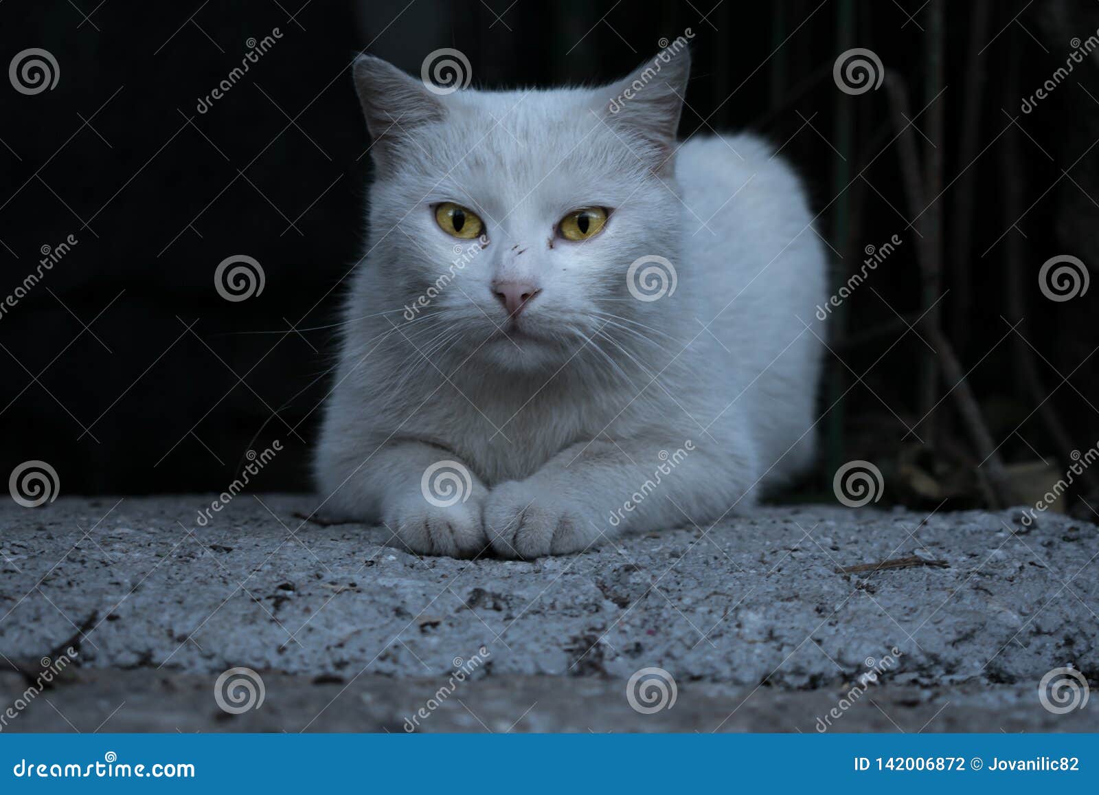 Elegant White Cat. Expression, Animals Stock Photo - Image of beauty ...