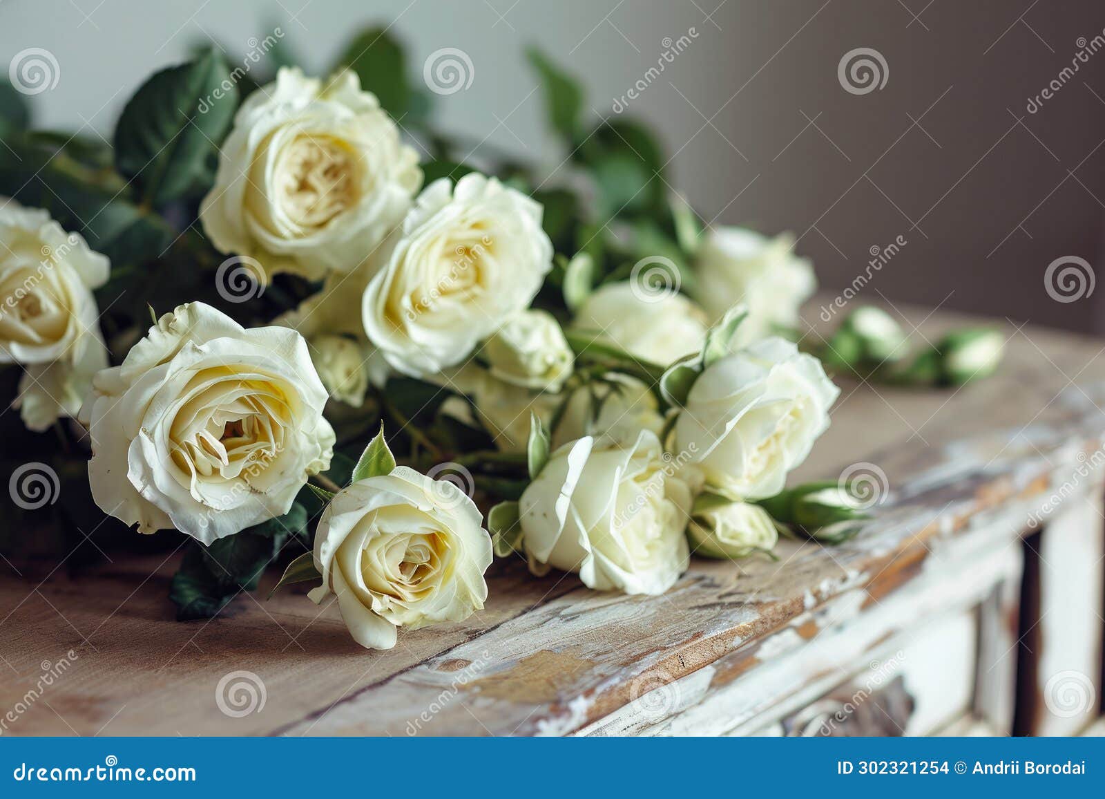 Elegant White Rose Stems on Display. Stock Illustration - Illustration ...
