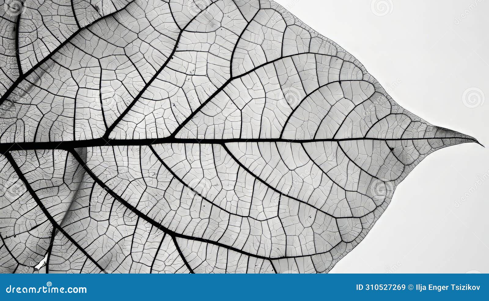 Elegant White Tree Leaf Skeleton Texture with Shining through Effect ...