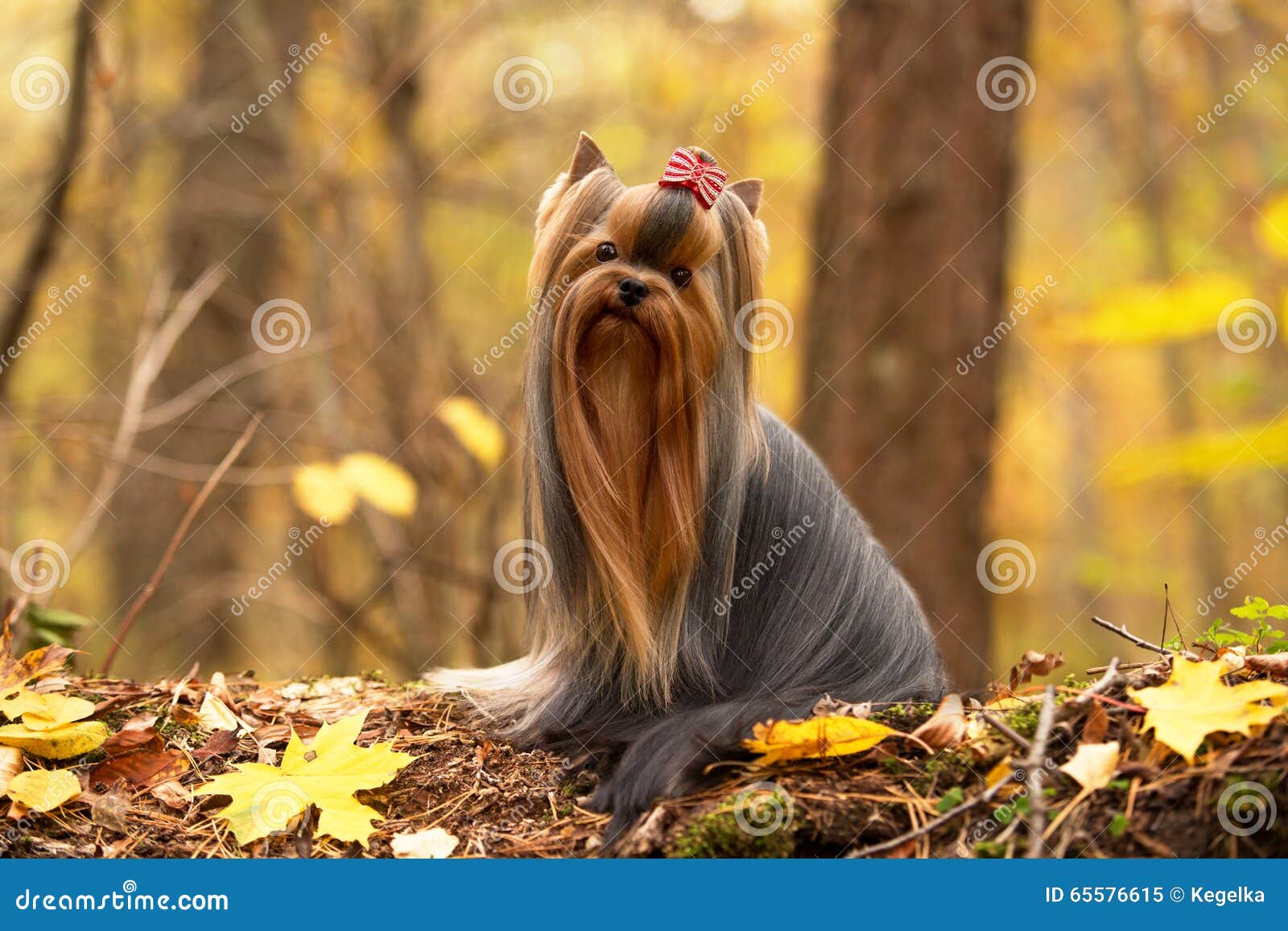 Elegant Yorkshire Terrier with Long Hair Stock Image - Image of long ...