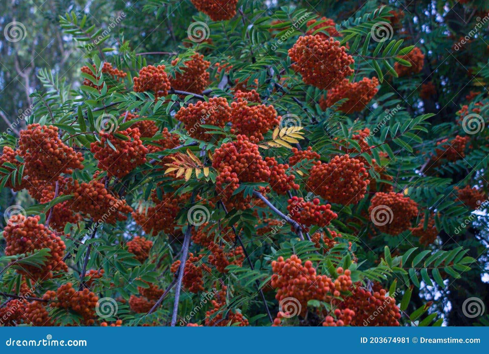Young Rowan Tree Seedling Grow From Old Stump In Poland Forest. Stock ...