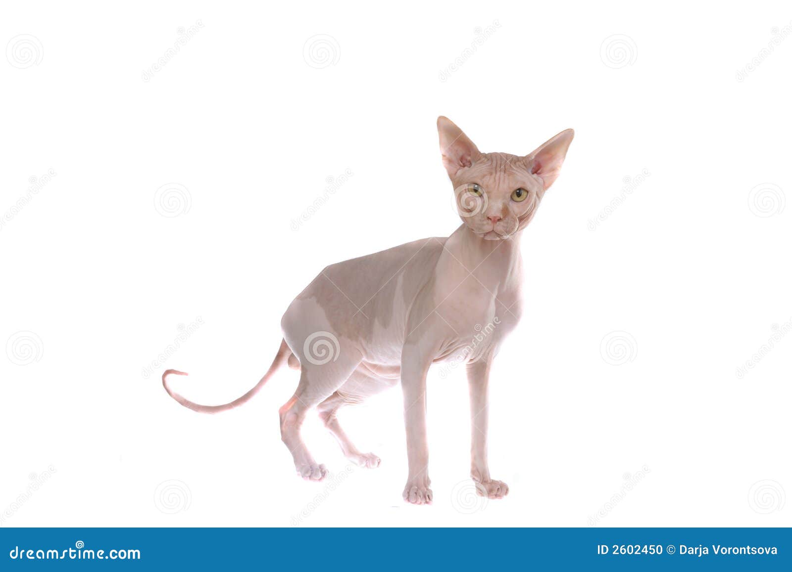 Elegante (gato calvo) foto de archivo. Imagen de noruego - 2602450