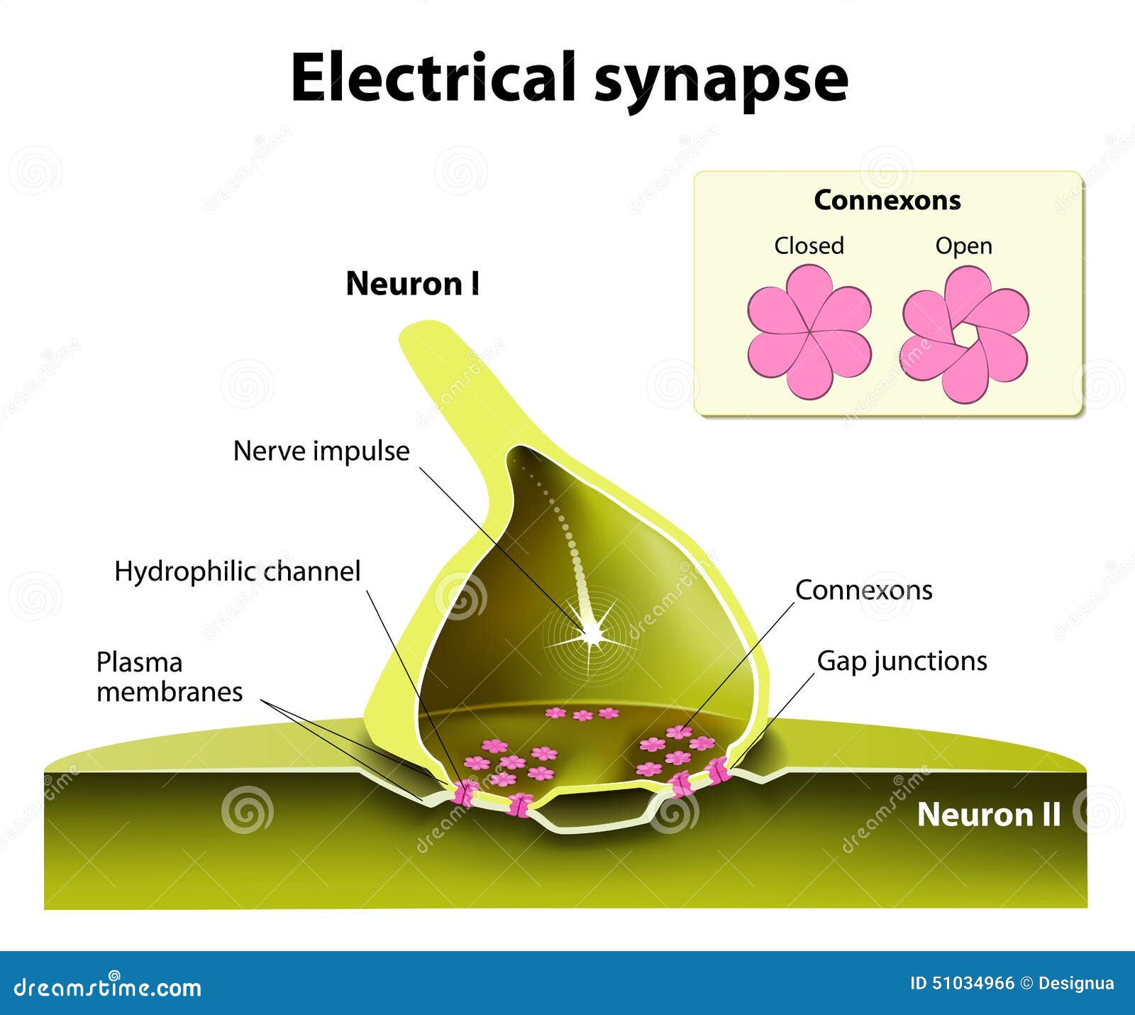 Elektrische Synapsen vektor abbildung. Illustration von menschlich ...
