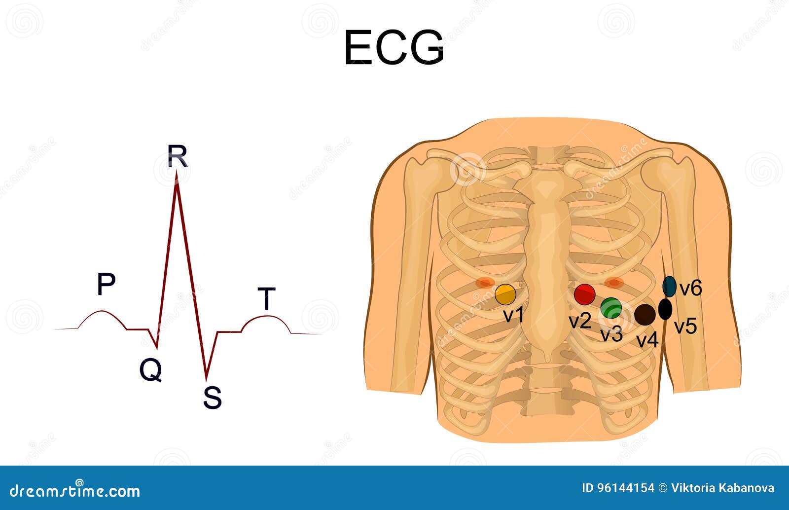 Elektrocardiogram Borstlood Vector Illustratie - Illustration of hart ...