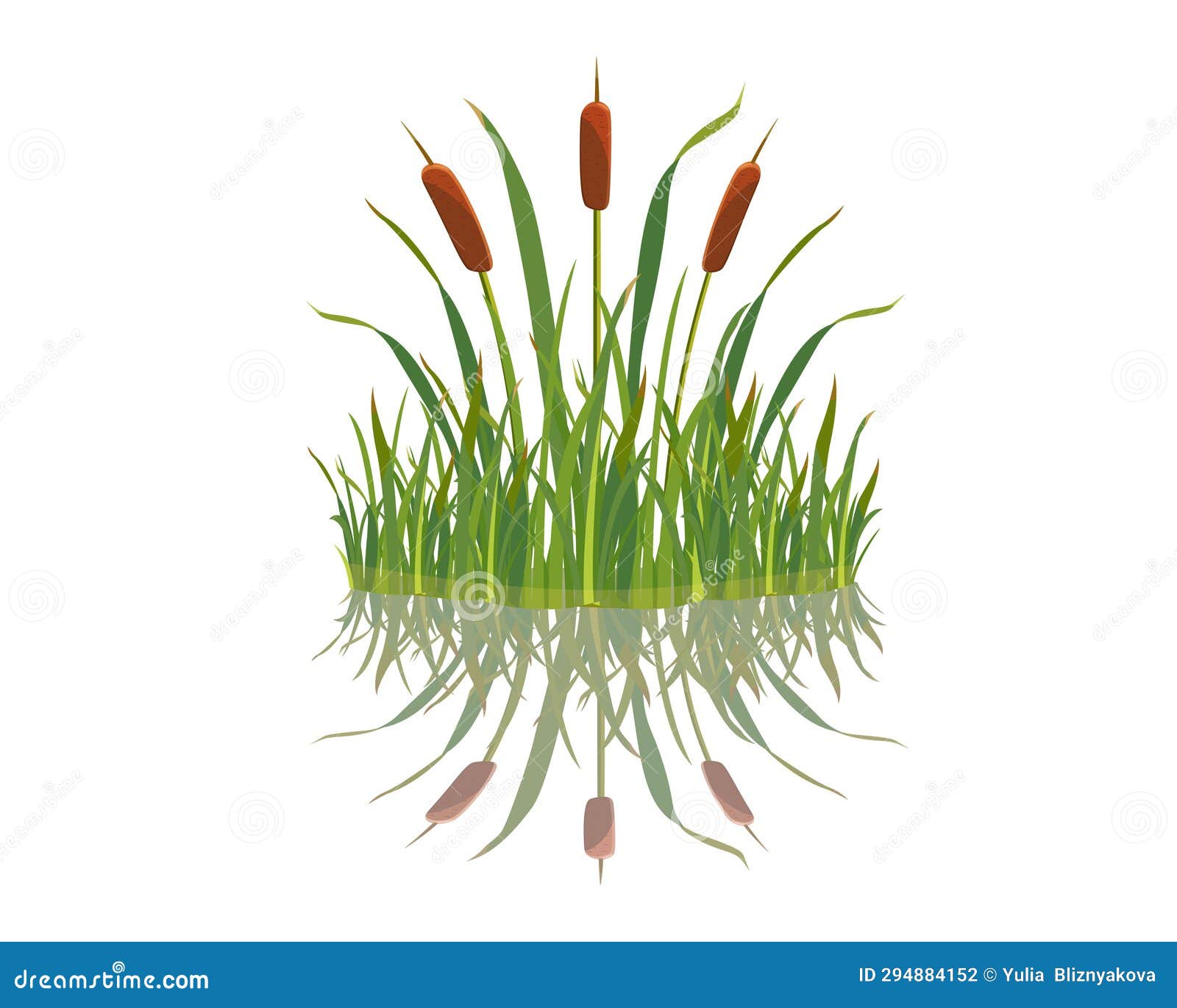 Element of Grass with Reeds is Reflected in the Water. Swamp Grass on White Background Stock ...