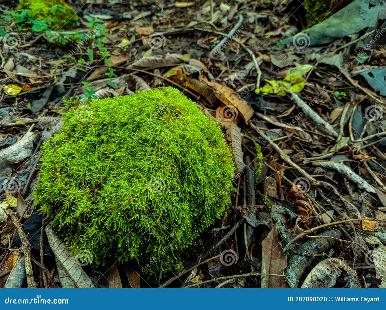 Elemento Natural Na Montanha Foto de Stock - Imagem de grama, lote ...