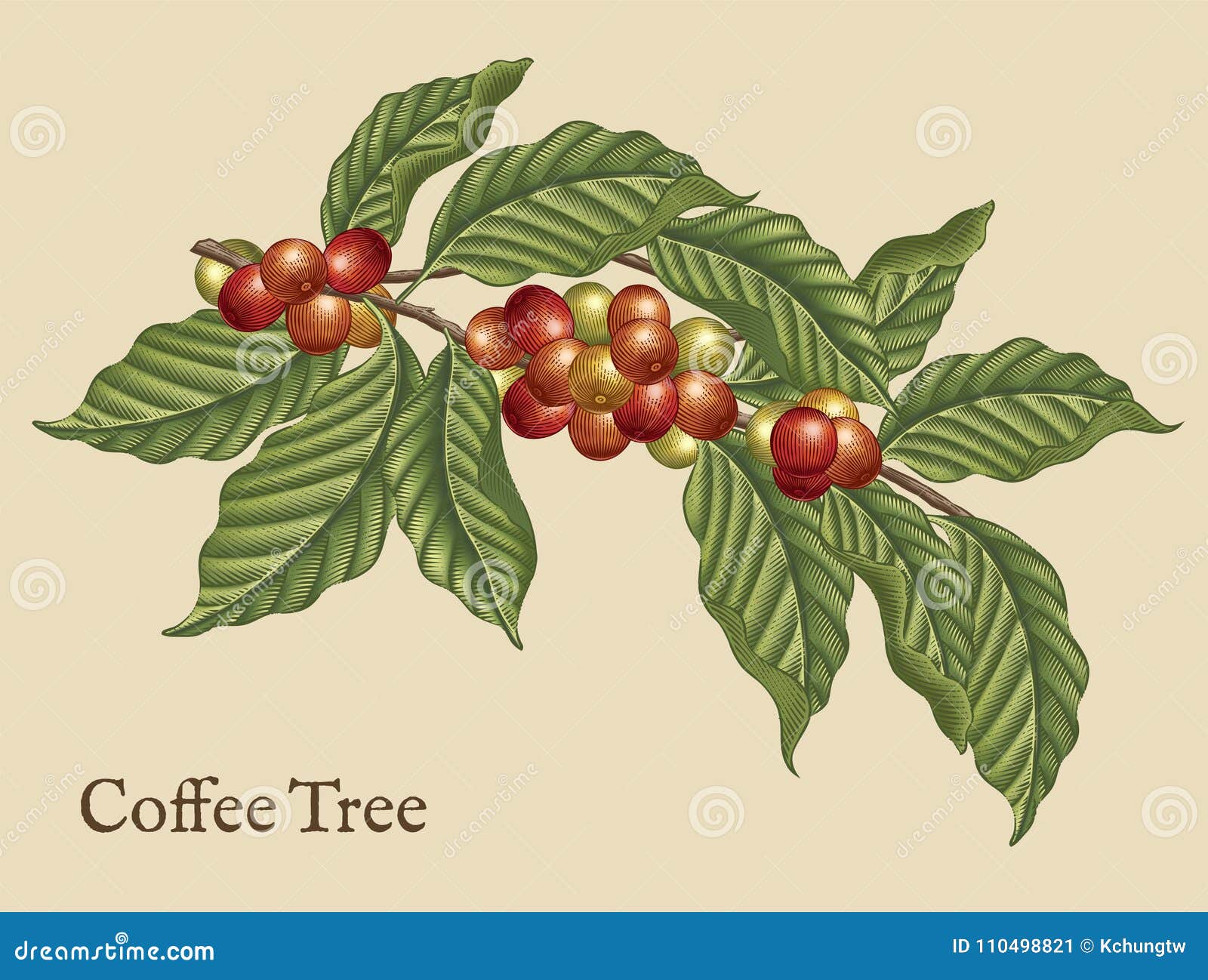 Elementos del cafeto ilustración del vector. Ilustración de café ...