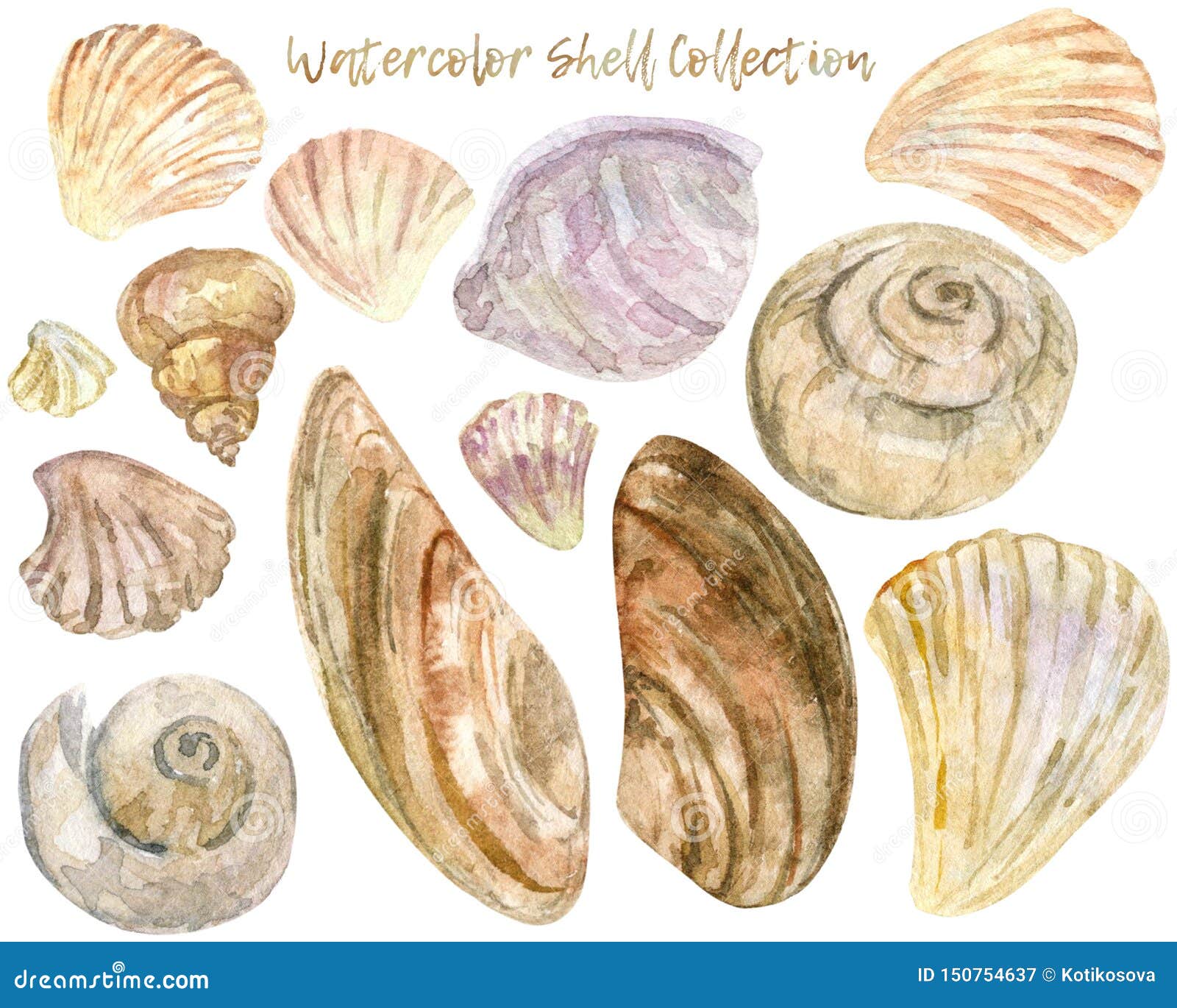 Watercolor Shell Clip Art Collection Stock Illustration - Illustration ...
