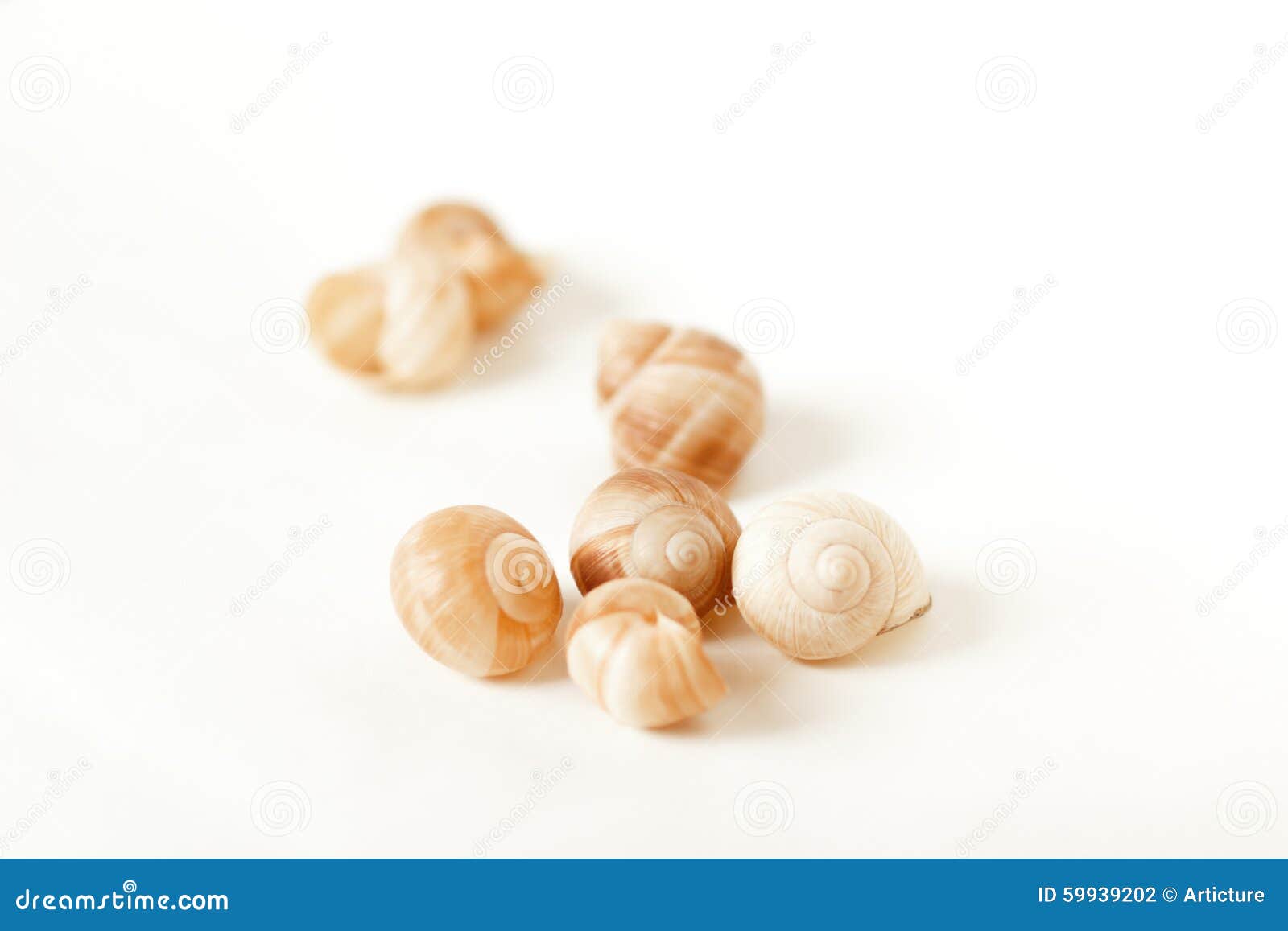 Elements of Empty Snail Shells Stock Photo - Image of mollusk ...