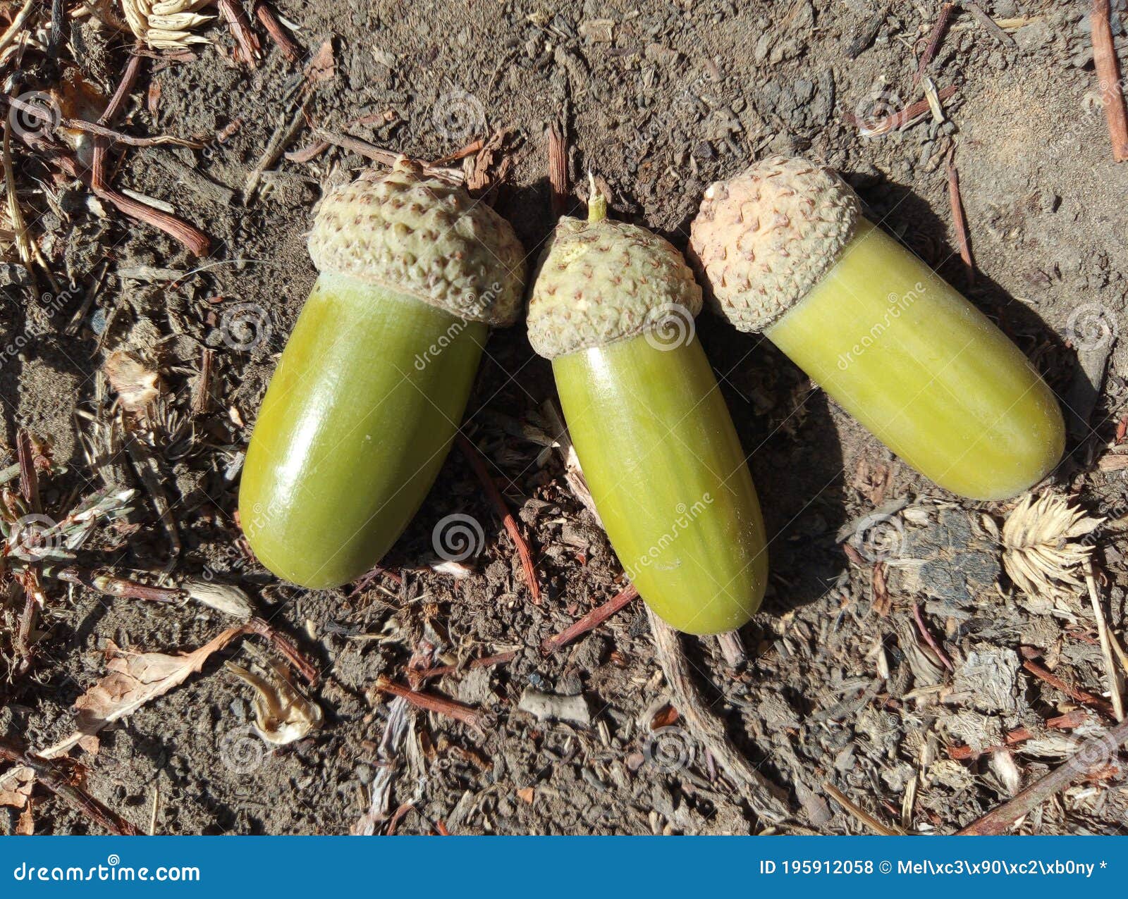 Elements the Forms of Nature ,an Acorn on the Ground Stock Photo ...