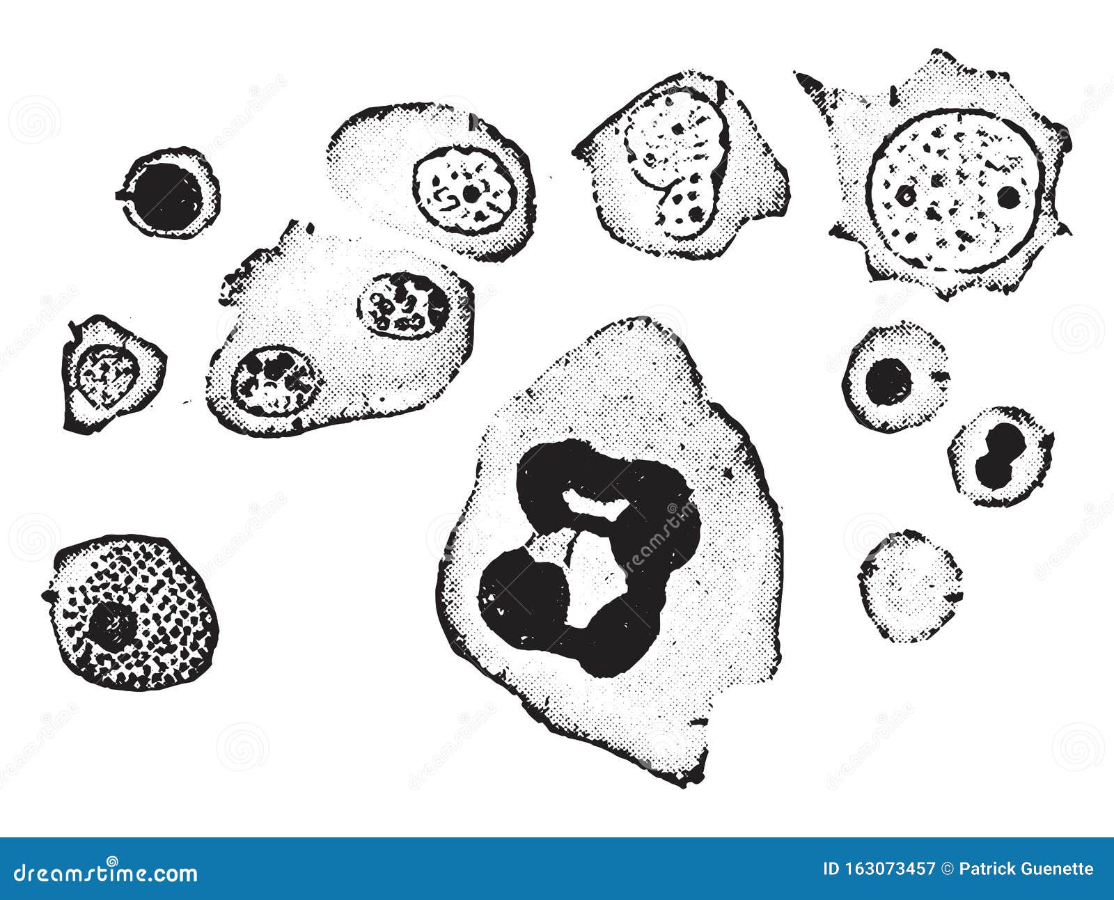 Elements of Human Bone-marrow, Vintage Engraving Stock Vector ...