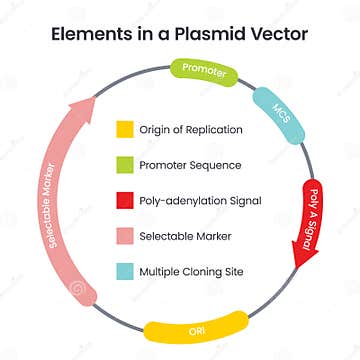 Elements in a Plasmid Vector Scientific Illustration Infographic ...