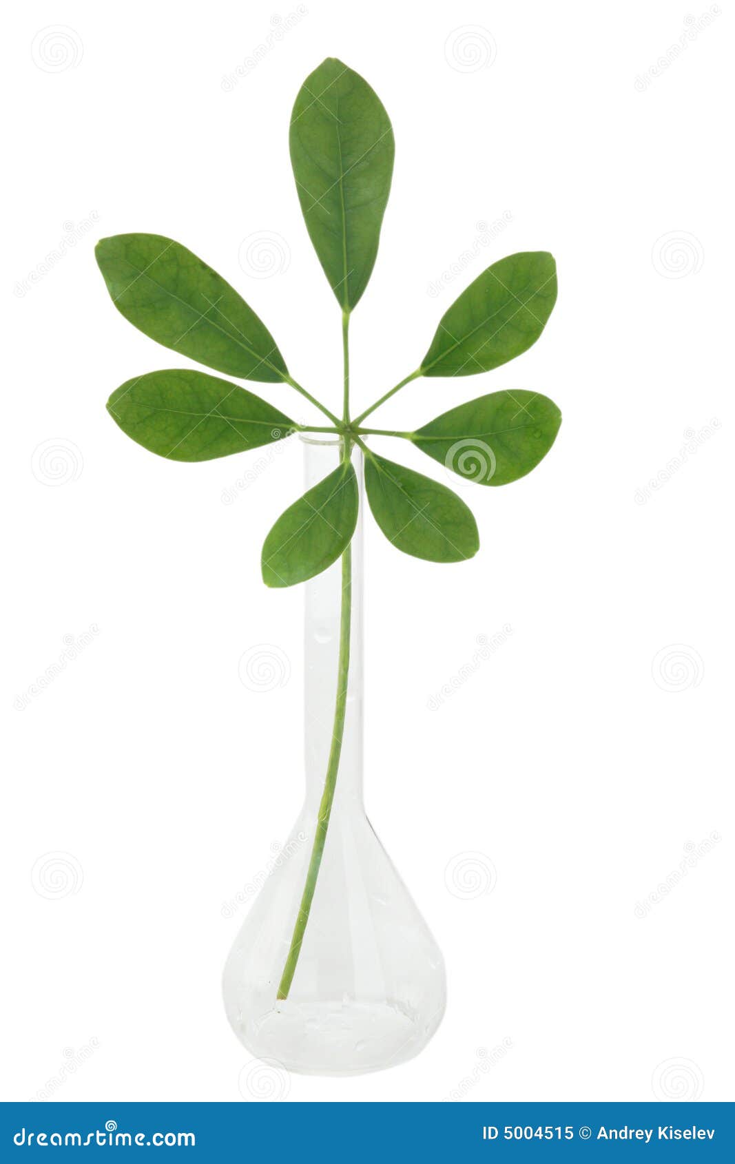 Elements tree stock image. Image of environment, glass - 5004515