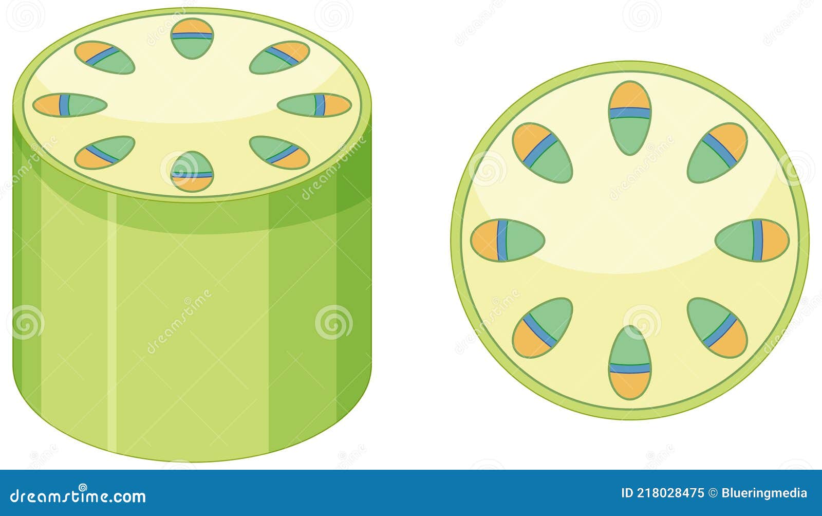 Elements of Vascular Tissue System in Plants Stock Vector ...