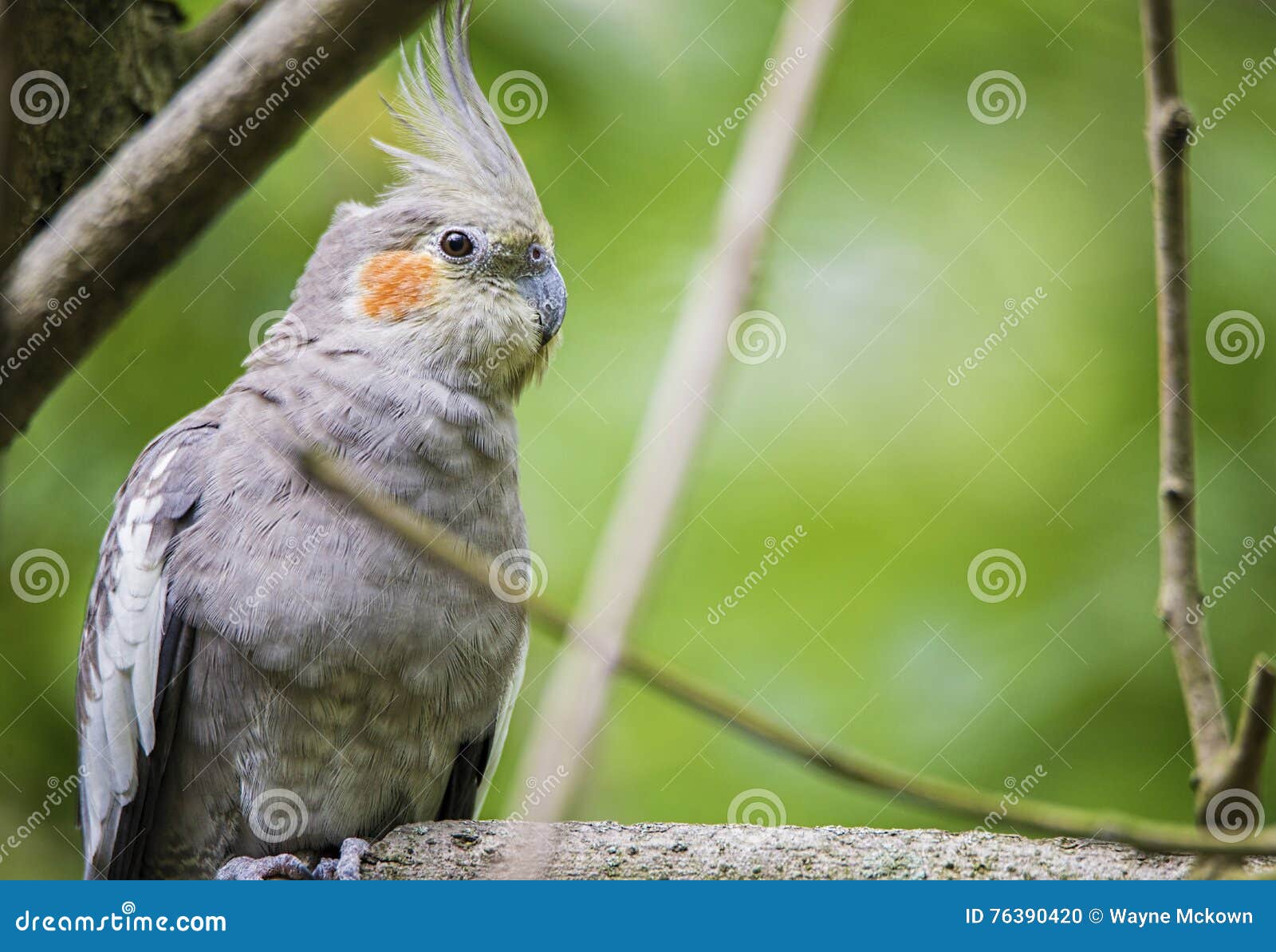Eleonora cockatoo, bird stock photo. Image of exotic - 76390420