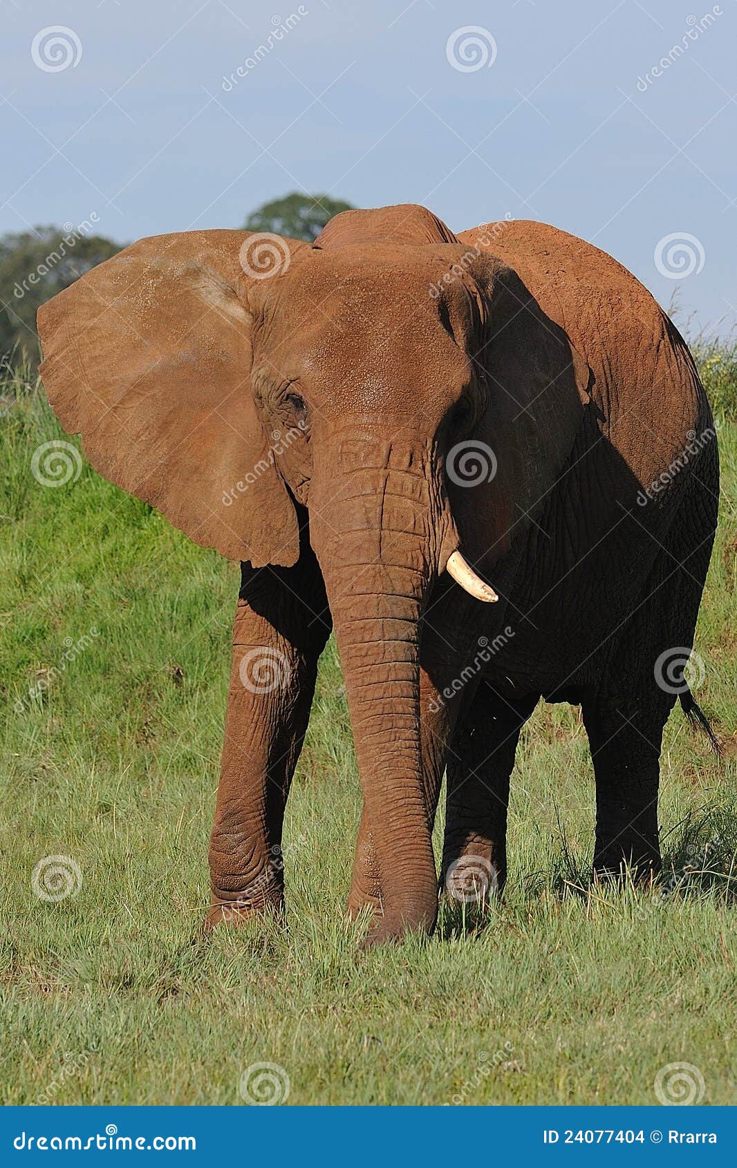 Elepants in wild stock photo. Image of mammal, reserve - 24077404