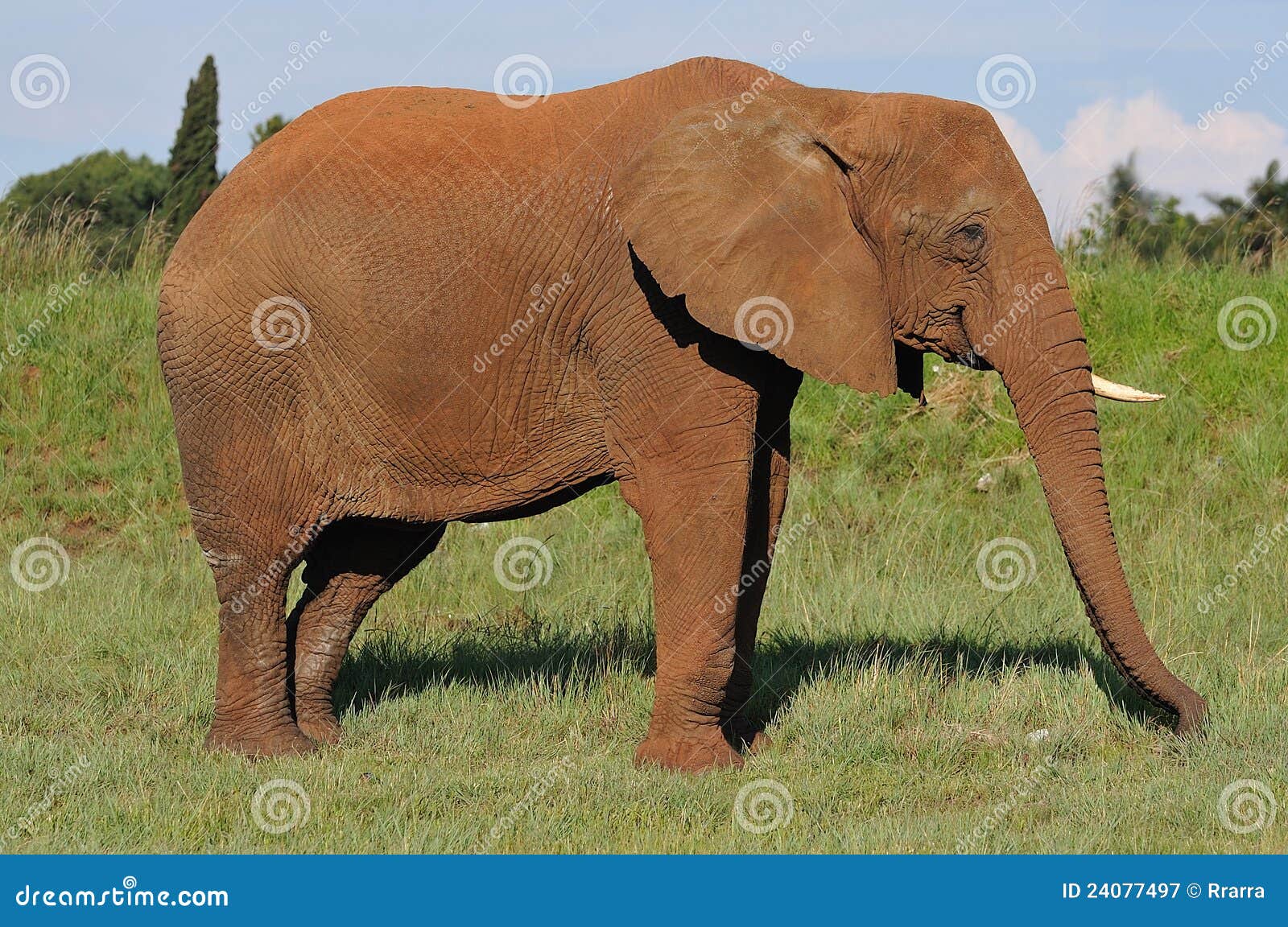 Elepants in wild3 stock image. Image of nature, elephants - 24077497