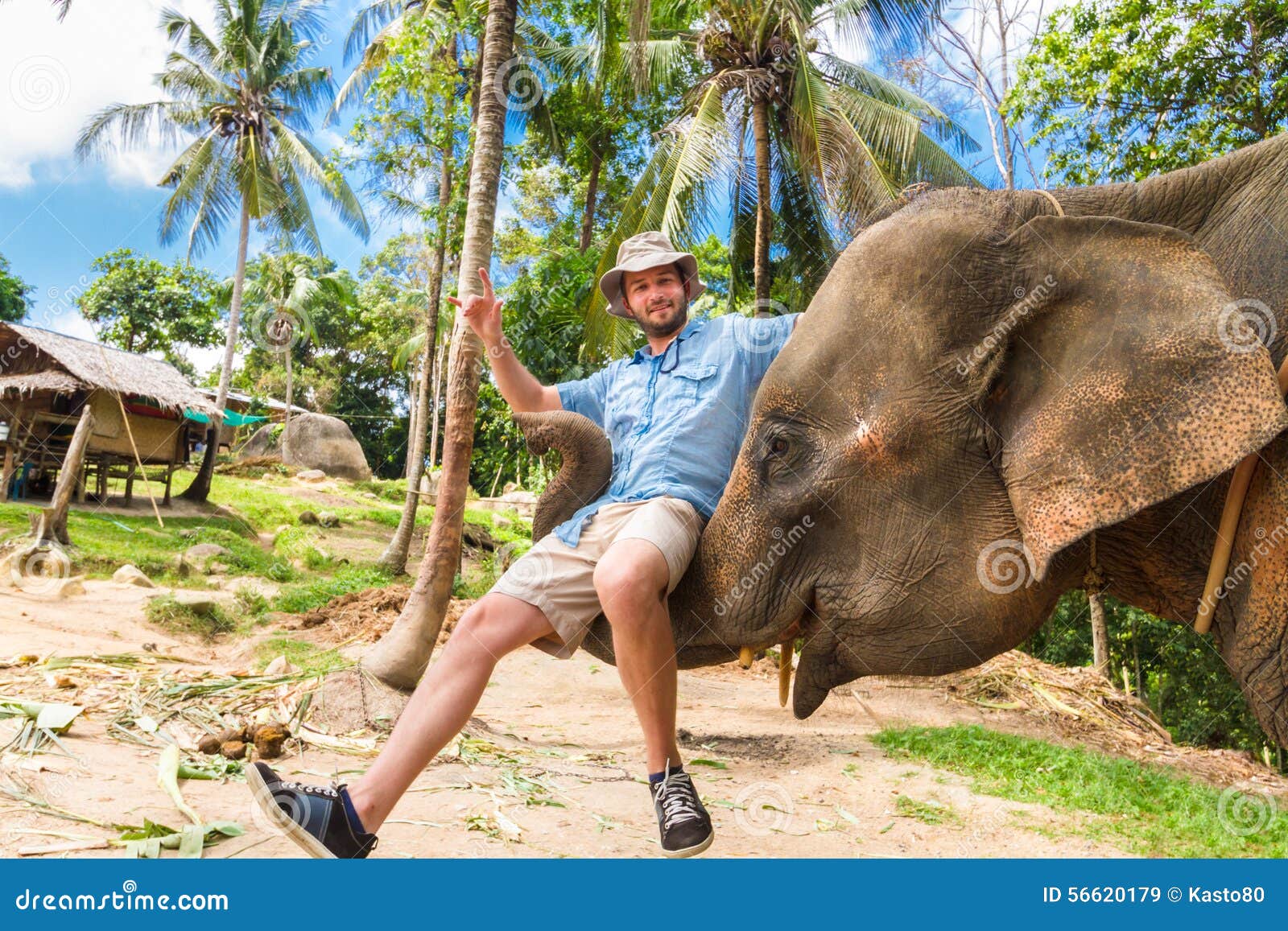 Elephan lifting a tourist. stock image. Image of thai - 56620179