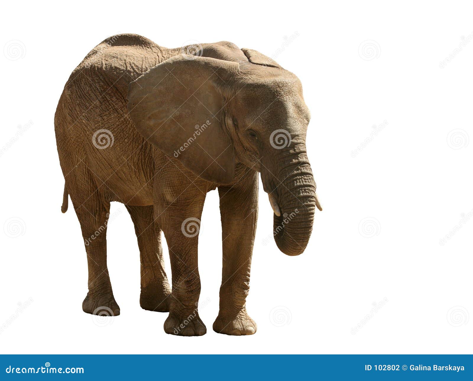 321 Elephant Force Photos - Free & Royalty-Free Stock Photos from ...