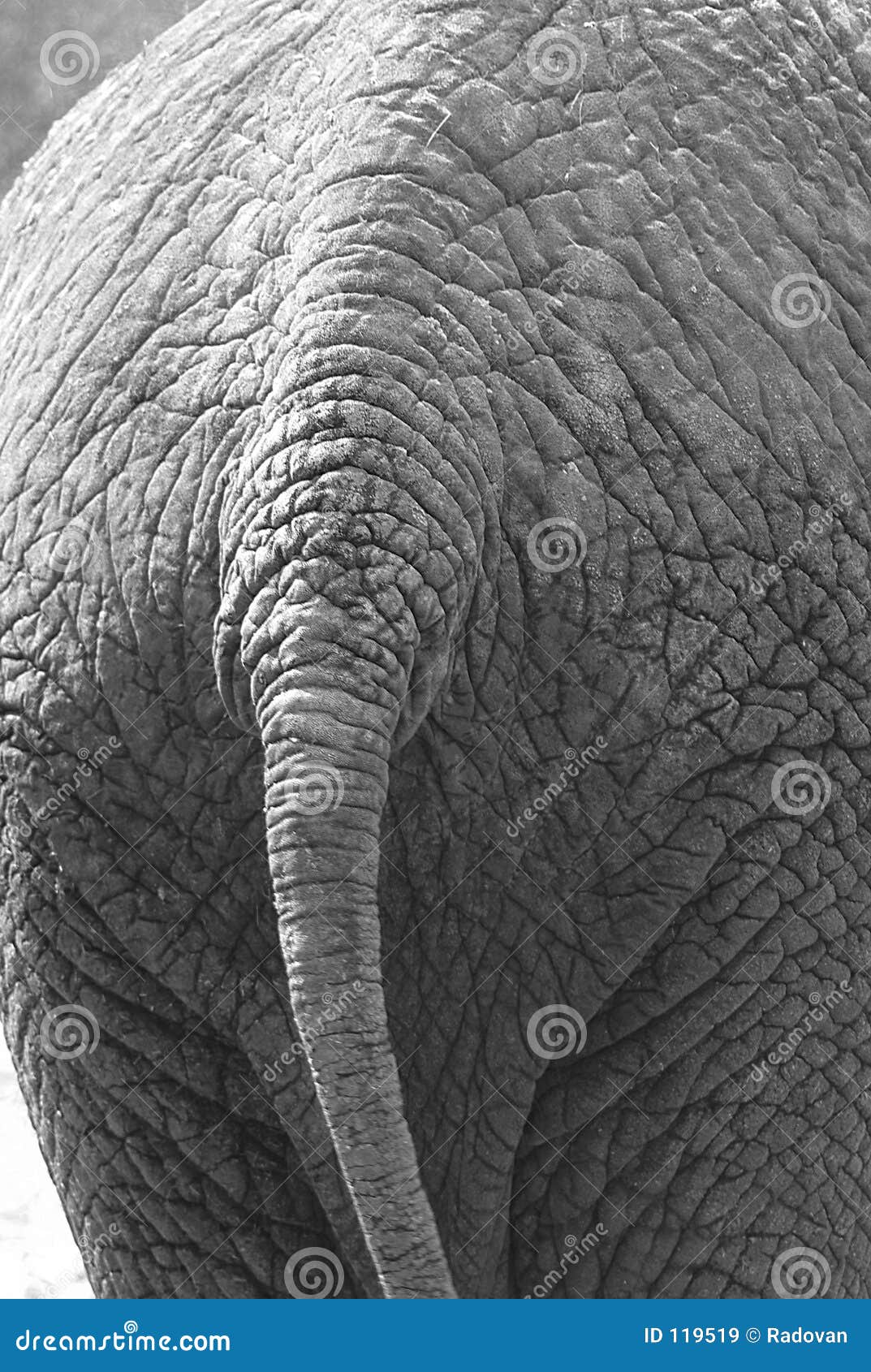 Elephant stock image. Image of back, skin, surface, animal - 119519