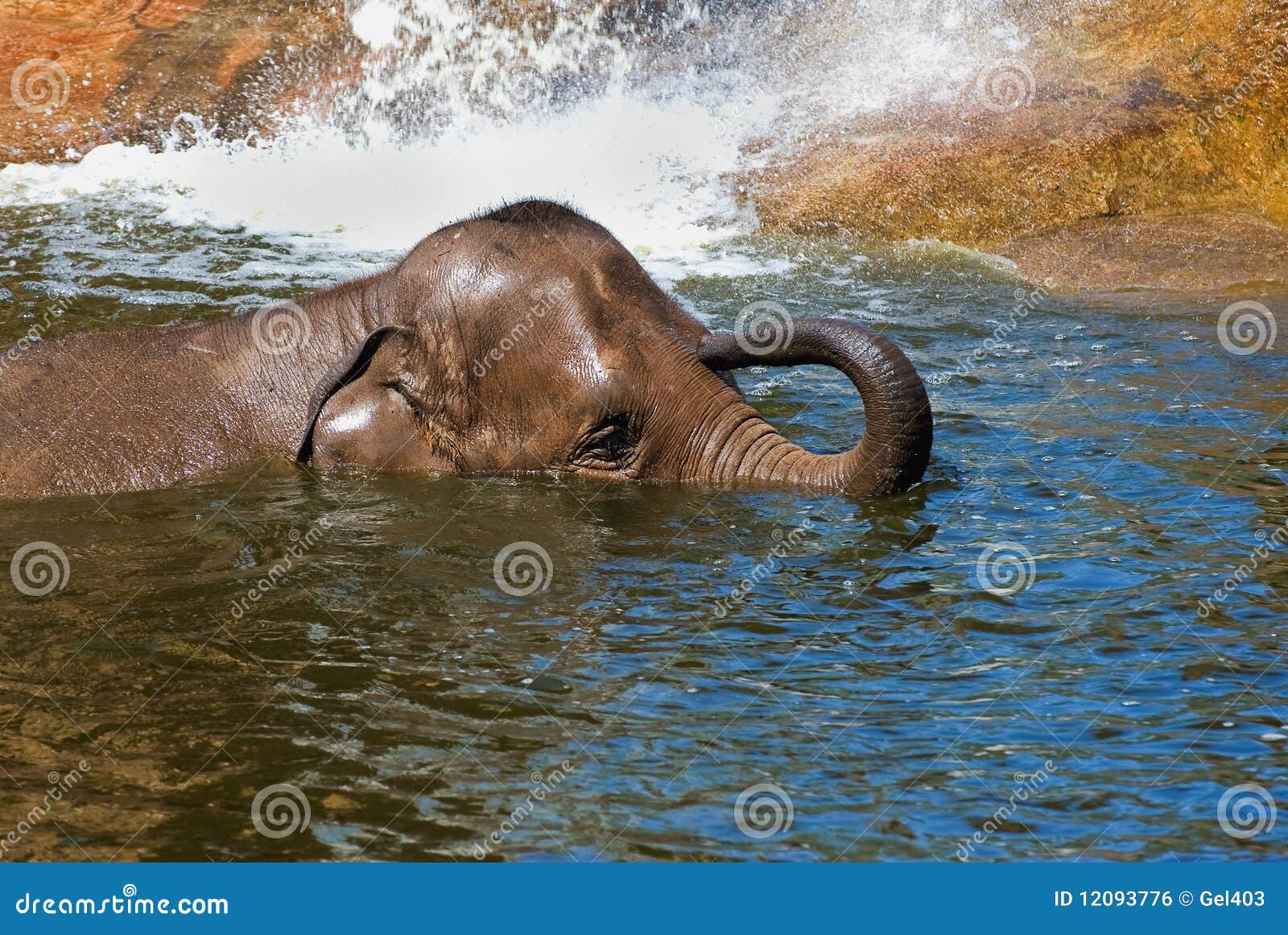 Elephant stock photo. Image of husk, safari, asia, walking - 12093776