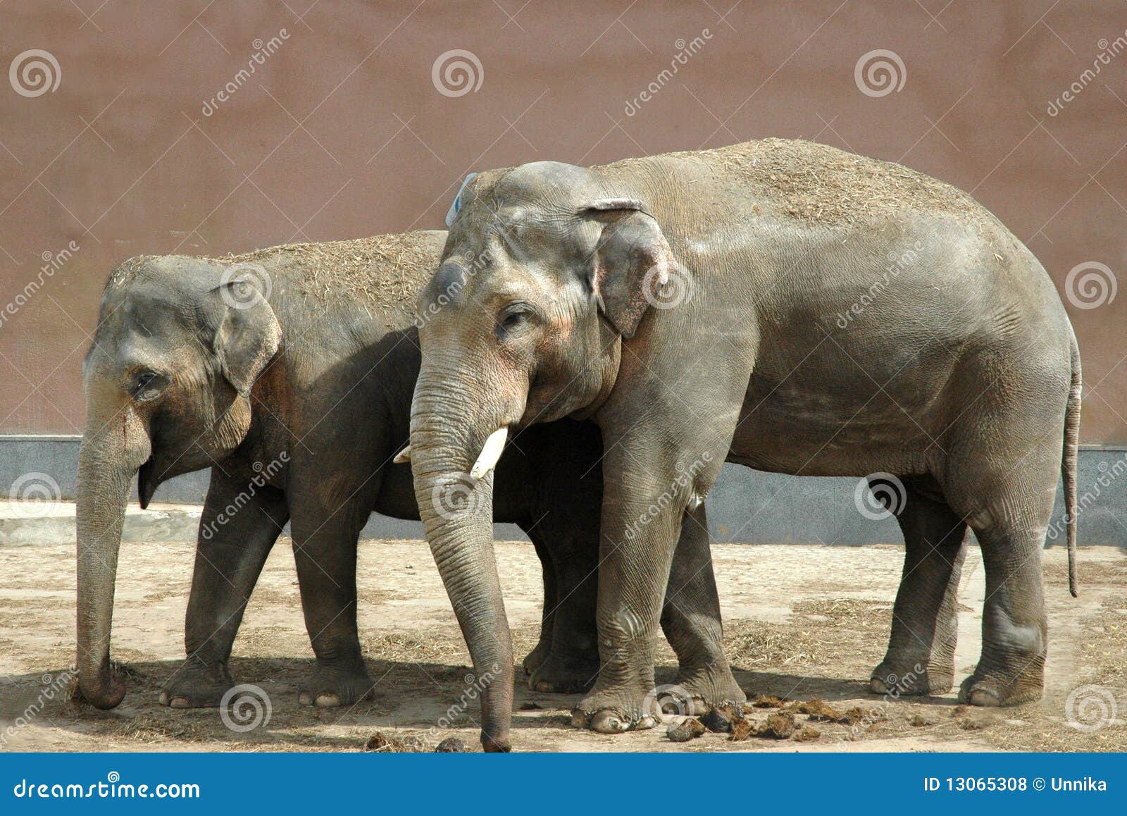 Elephant stock photo. Image of versions, mammals, culture - 13065308