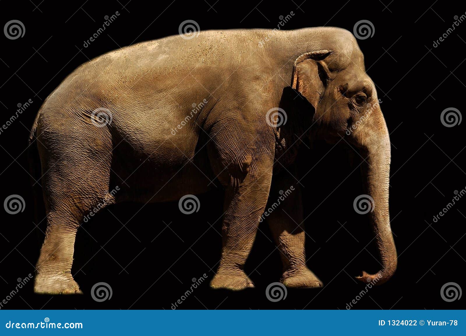 Elephant stock photo. Image of enormous, heavy, life, pachyderm - 1324022